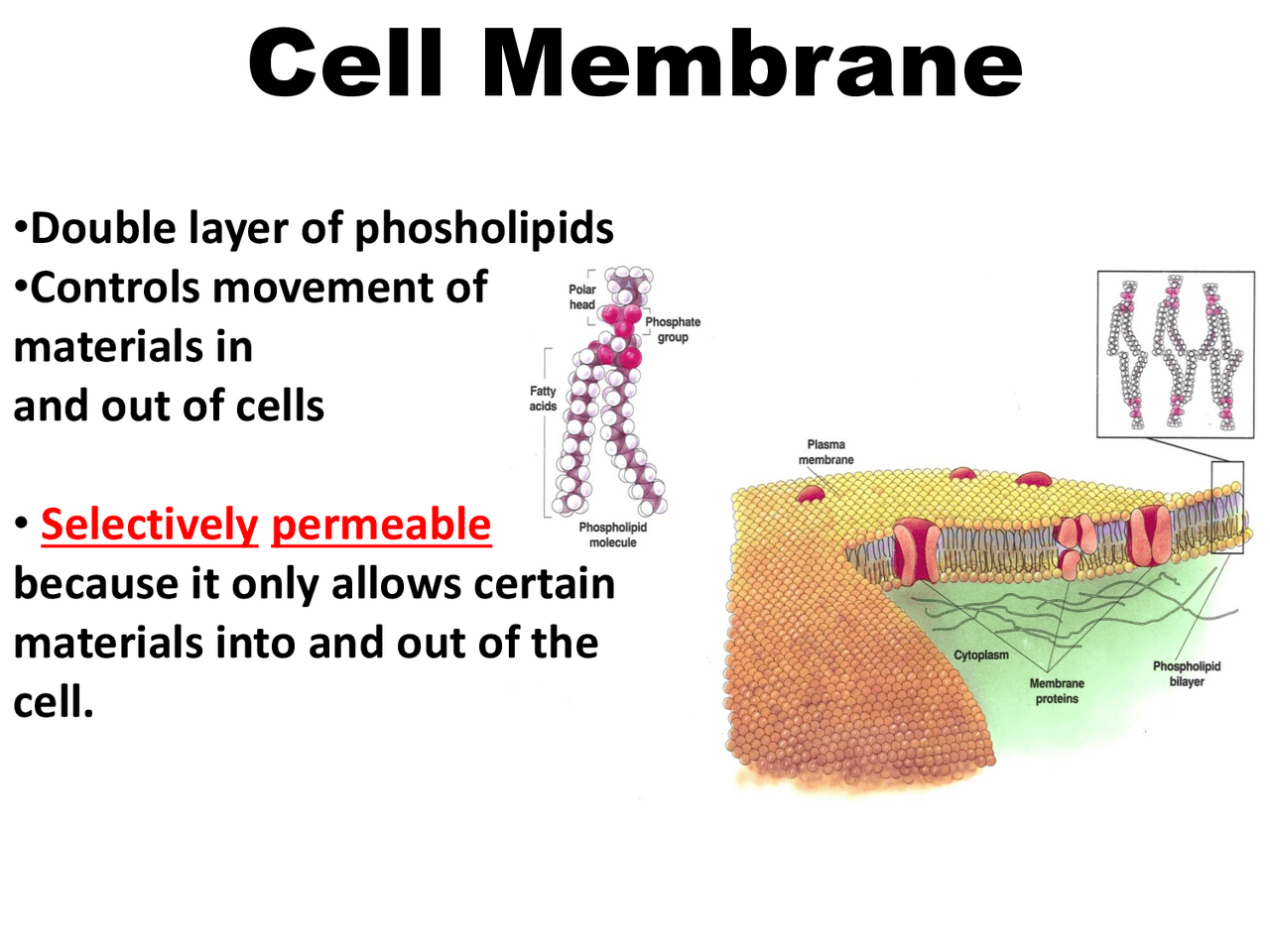 Cell Boundaries Lecture Notes Cell Biology Docsity 8130