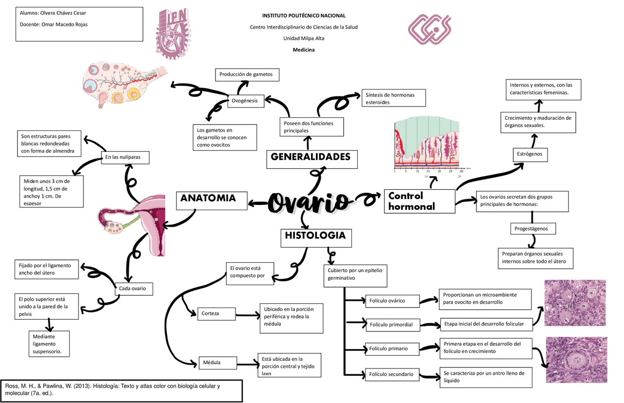 Mapas mentales hormonas gonadales | Guías, Proyectos, Investigaciones ...