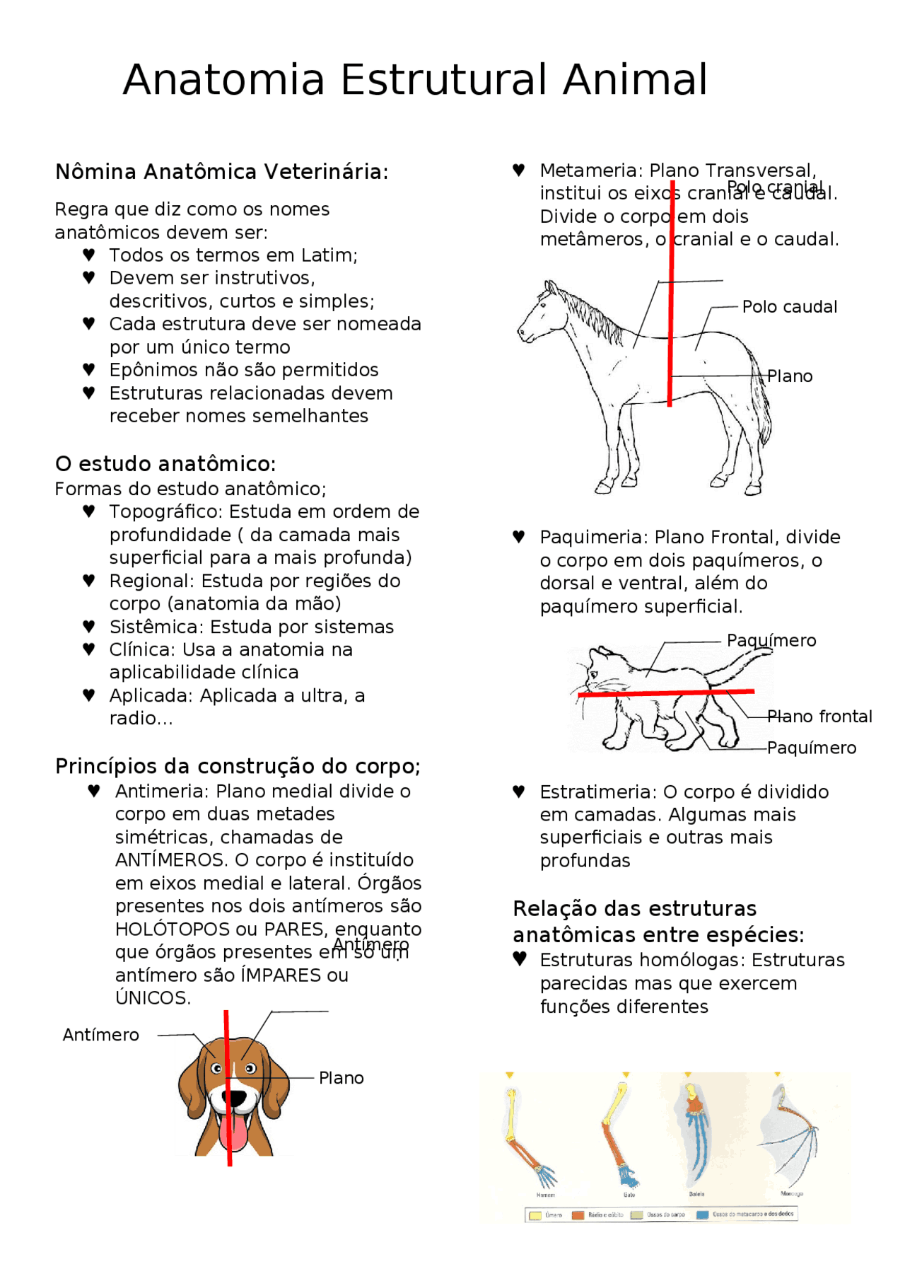 Anatomia estrutural animal | Notas de estudo Anatomia | Docsity