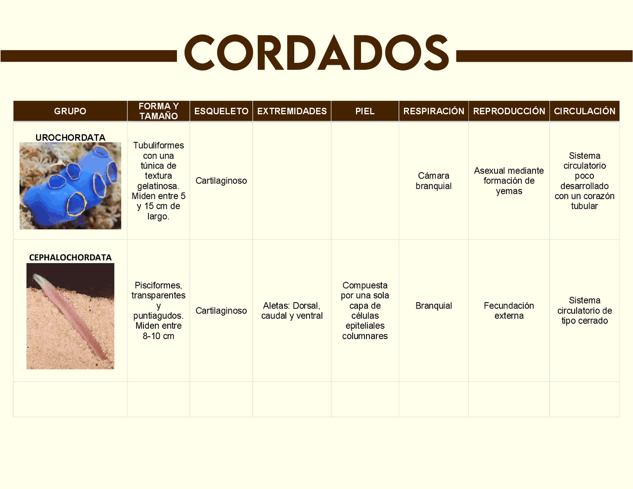 Filo Chordata: Cuadro comparativo | Esquemas y mapas conceptuales de ...
