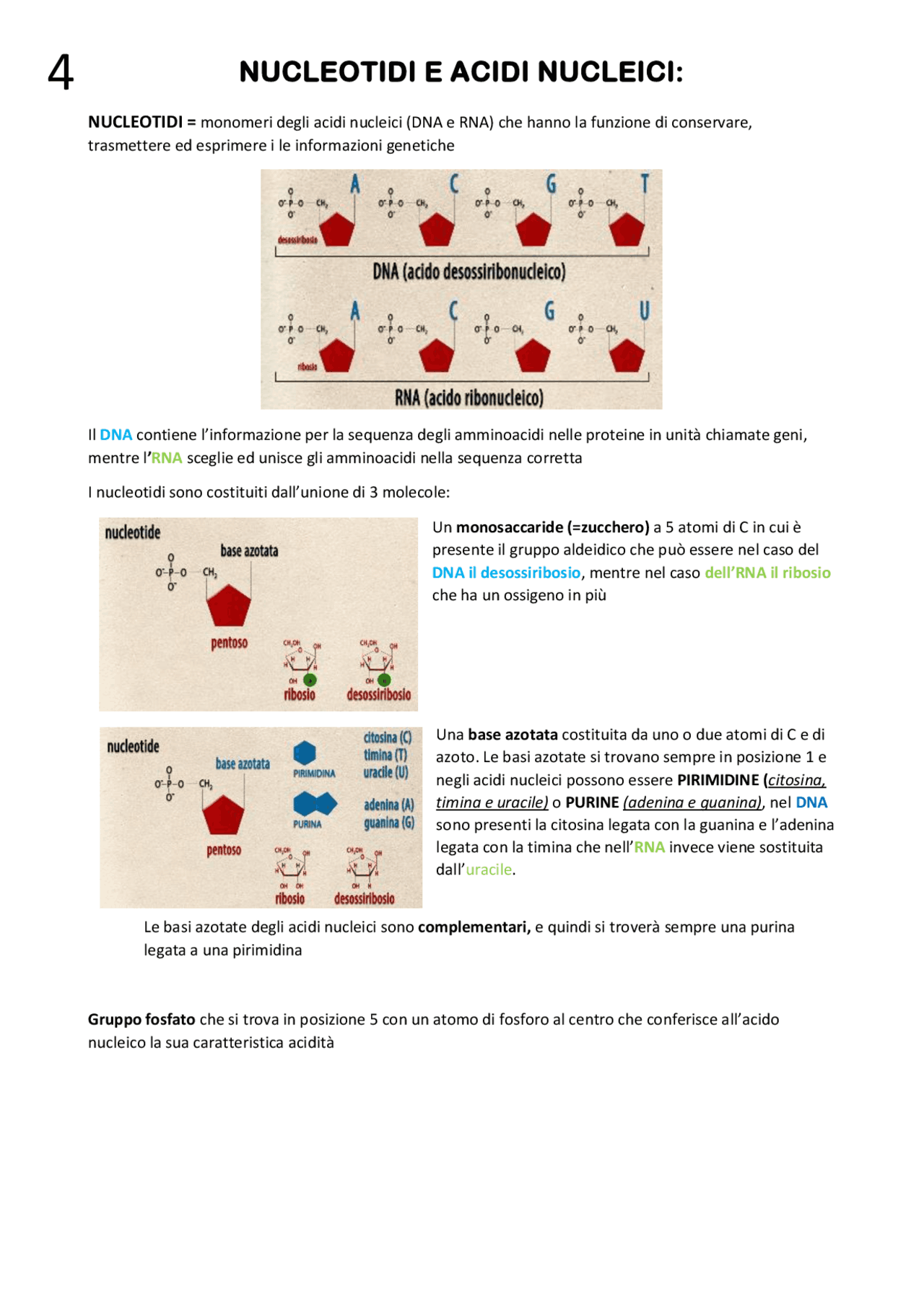 Nucleotidi E Acidi Nucleici Appunti Di Biologia Docsity