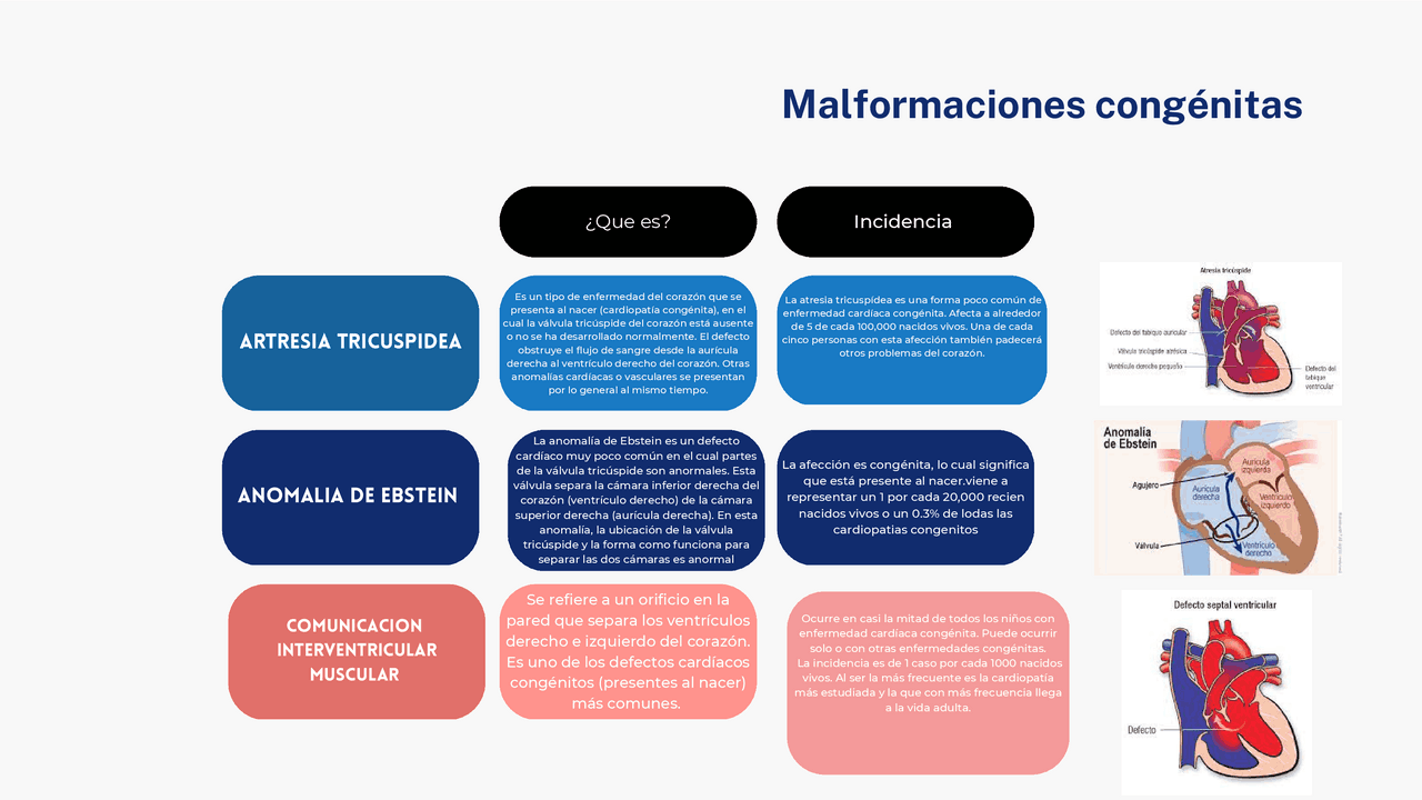 Malformaciones congénitas | Esquemas y mapas conceptuales de ...