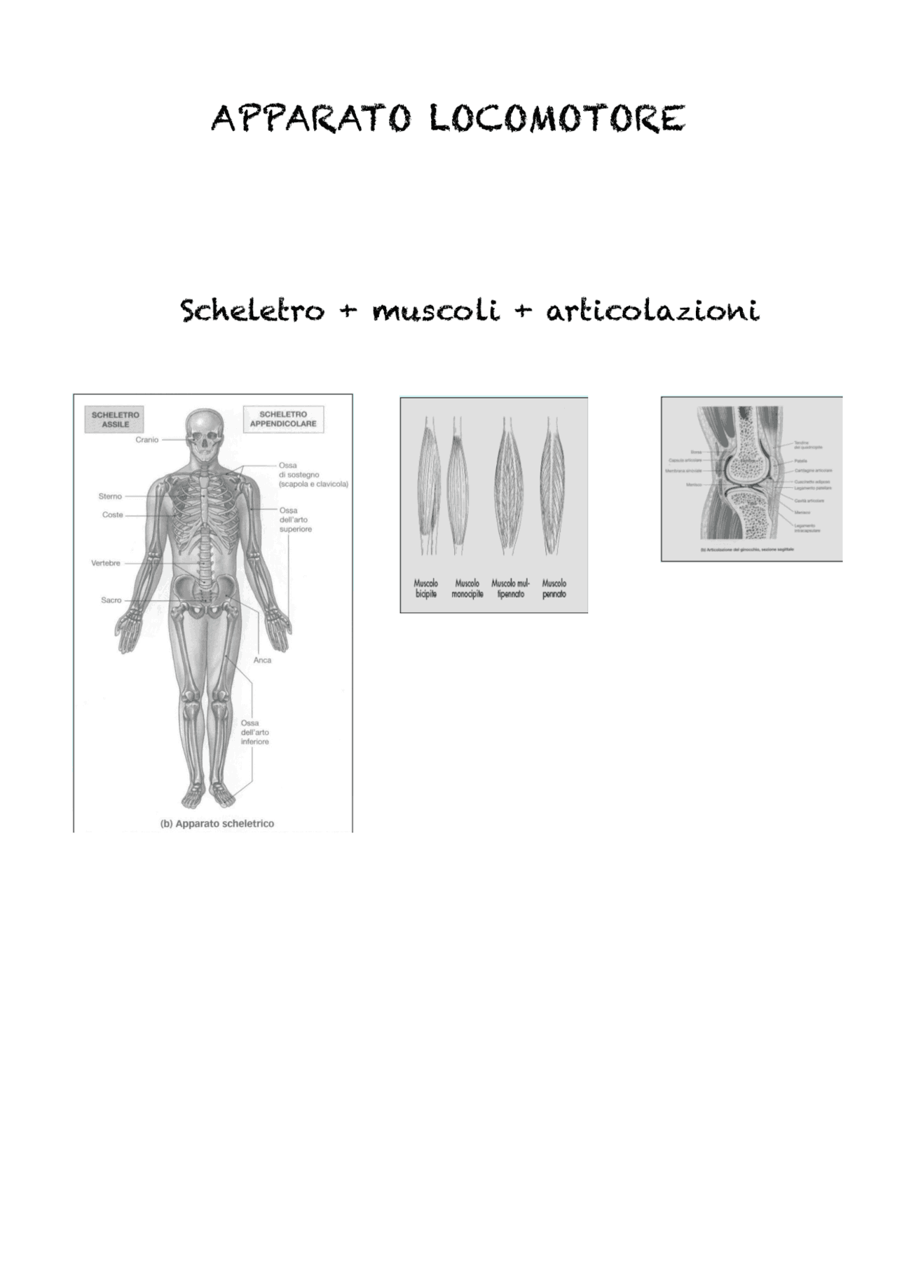 Apparato locomotore: scheletro, articolazioni e muscoli scheletrici. | Appunti di Anatomia | Docsity