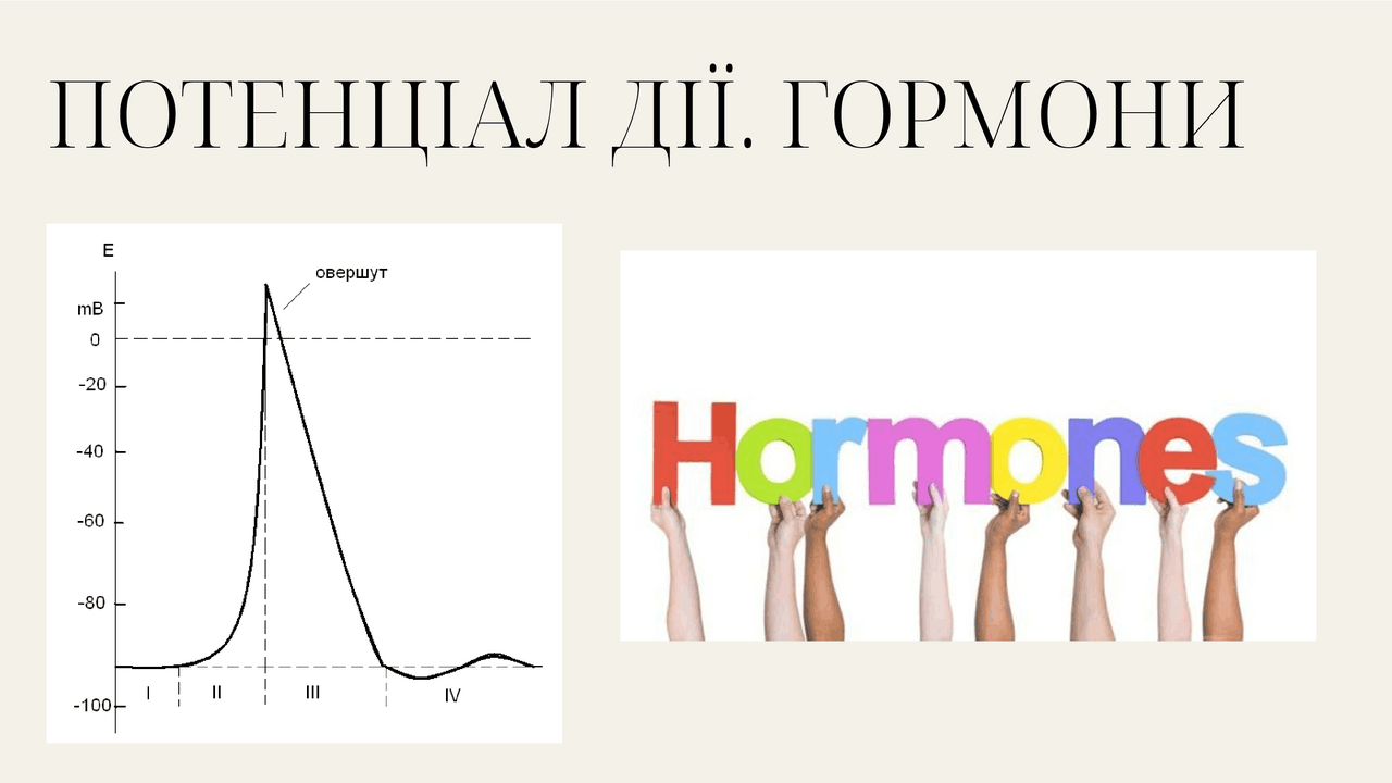 Потенціал дії гормони Схемы Нормальная физиология Docsity