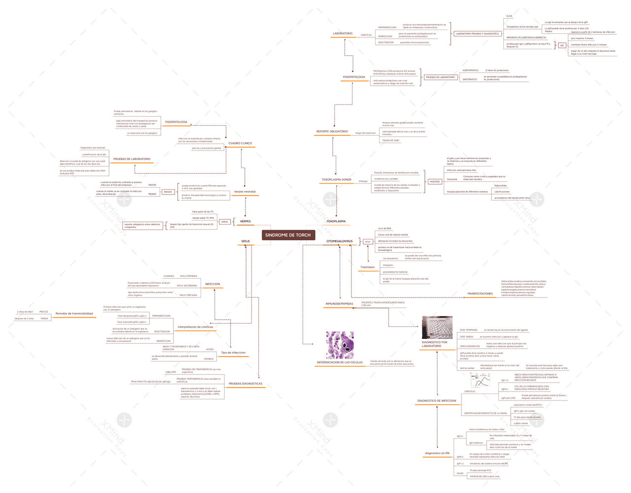 SINDROME DE TORCH inmunologia clinica | Esquemas y mapas conceptuales ...