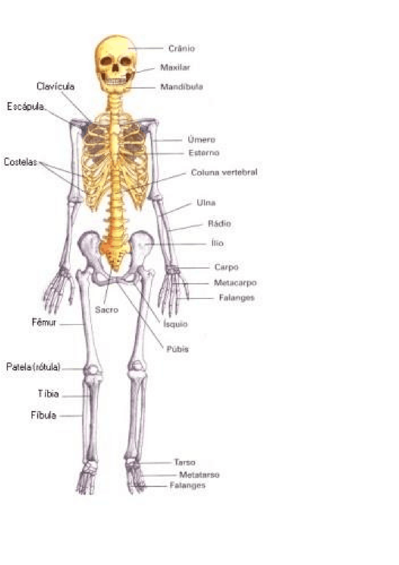 Introdução à Anatomia E Movimentos Summaries Anatomy Docsity
