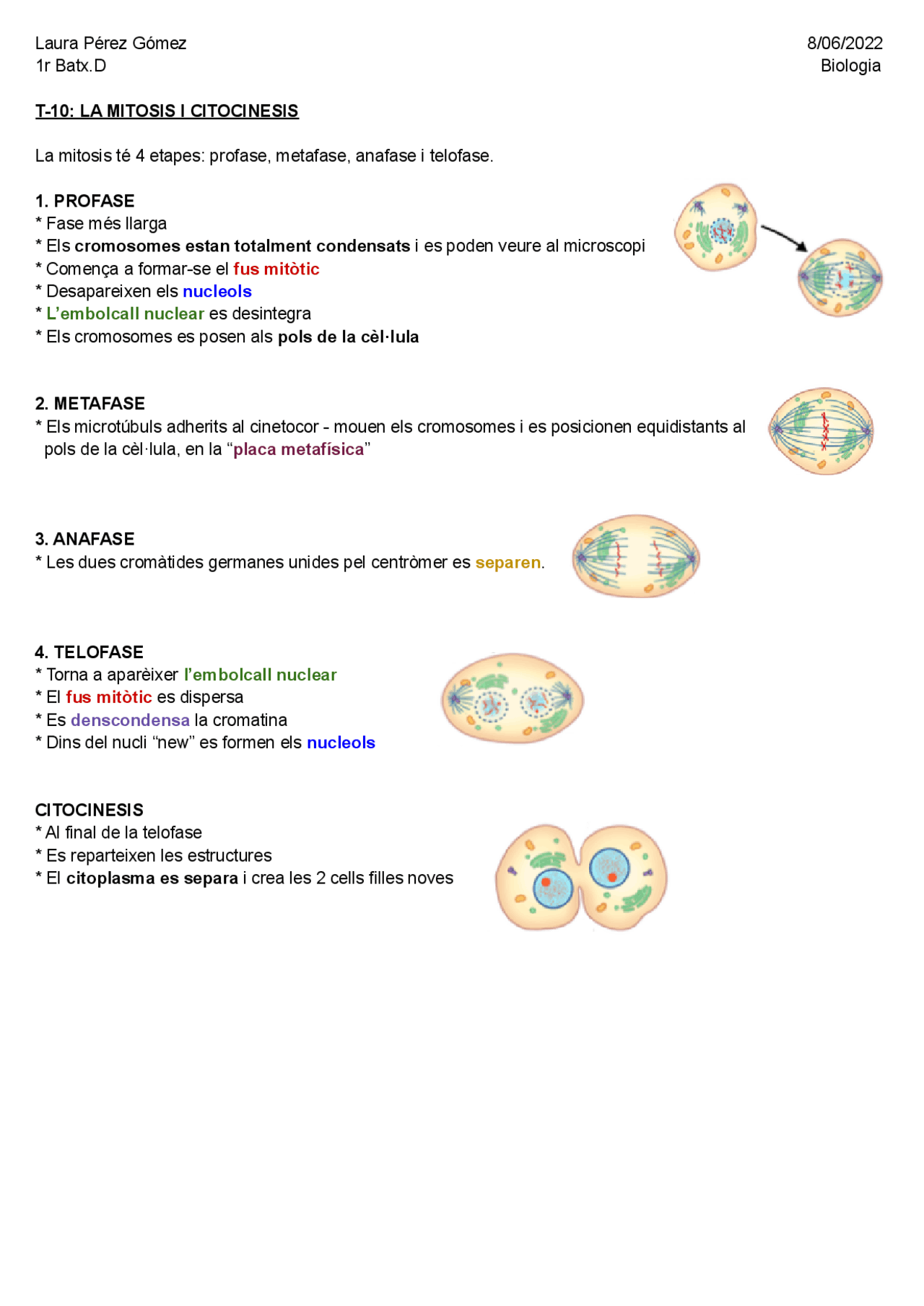 Resum De Biologia De La Mitosi Apuntes De Biología Docsity