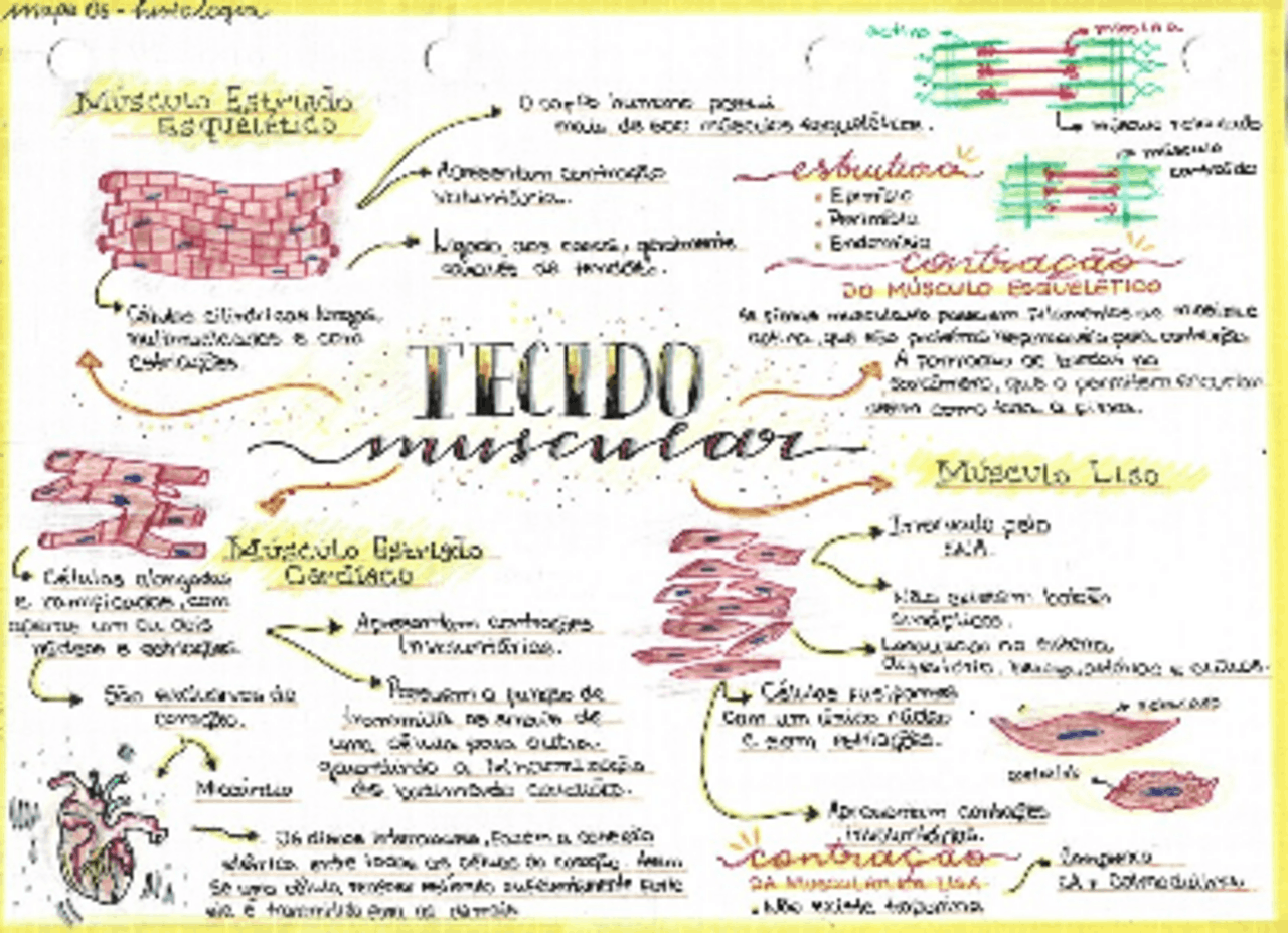 TECIDO MUSCULAR - MAPA MENTAL | Esquemas Fisiologia Humana | Docsity