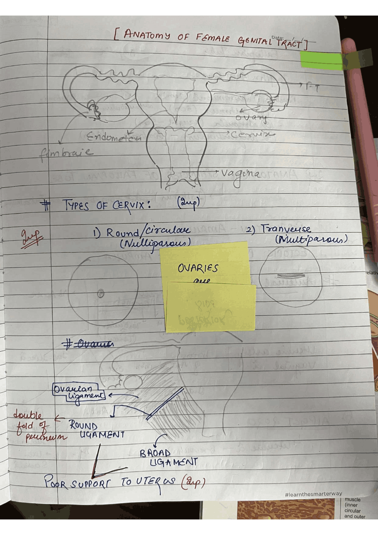 Female genital tract anatomy | Schemes and Mind Maps Gynecology | Docsity