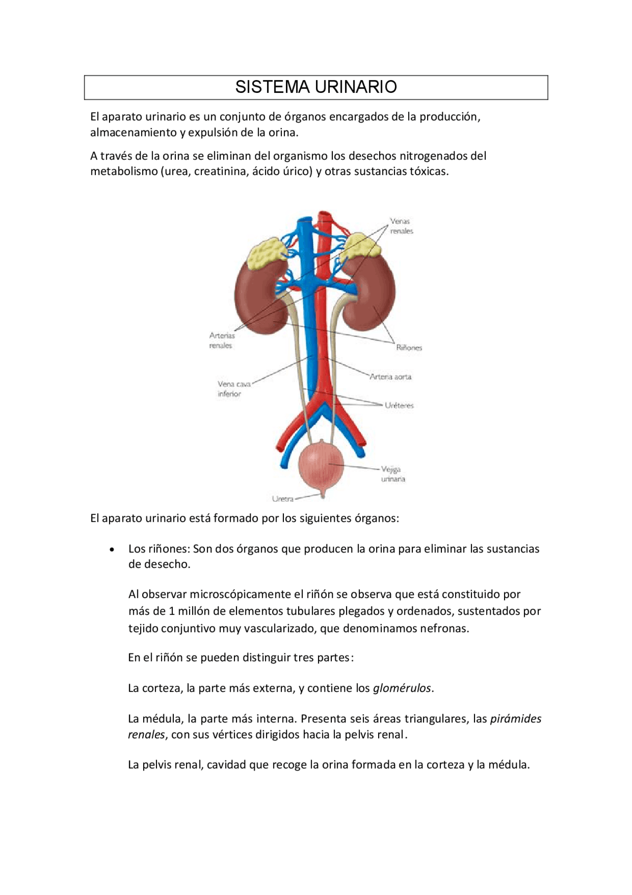 Sistema Urinario De 1º De Lab Apuntes De Biología Docsity