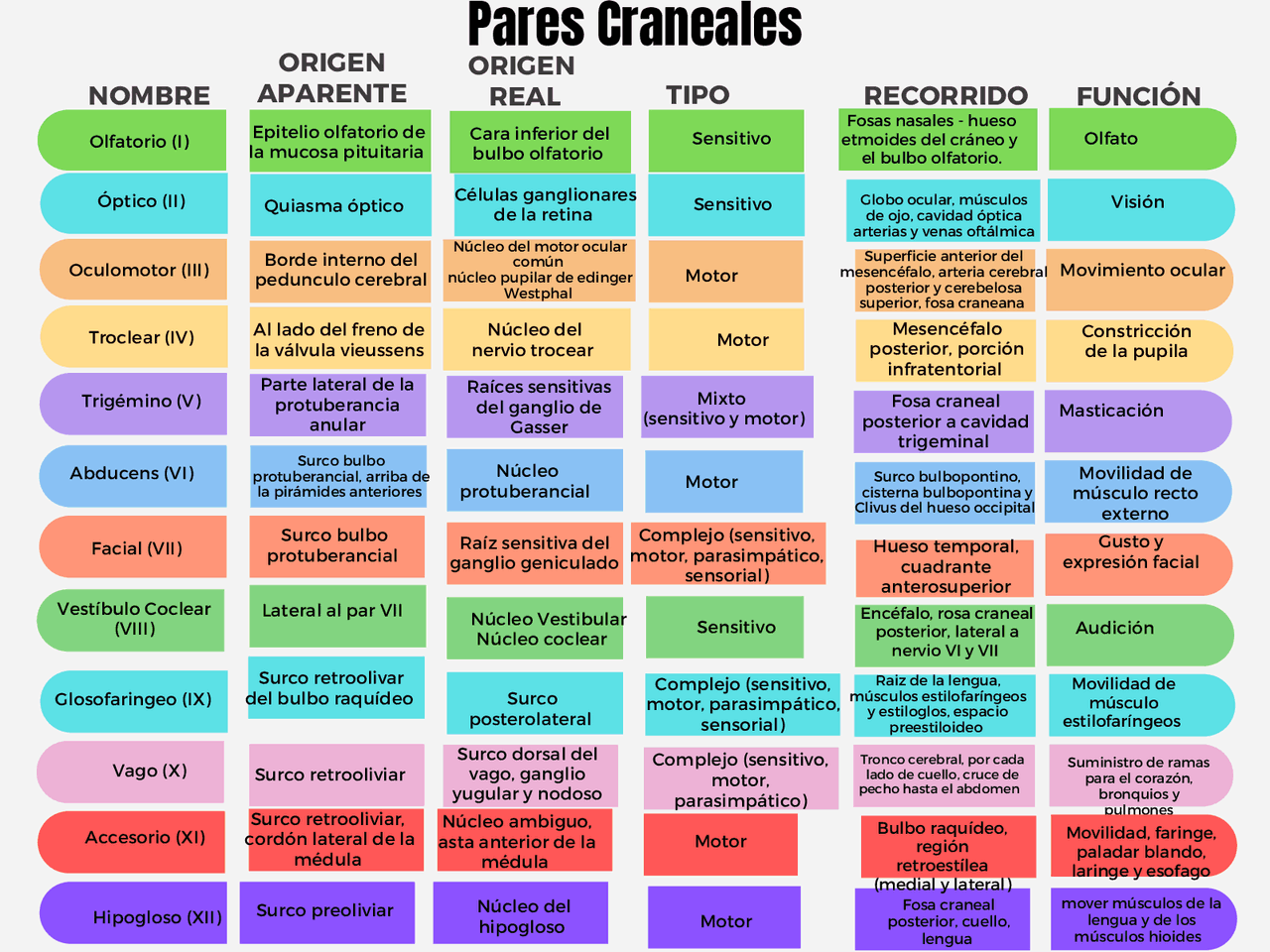 Los 12 Pares Cranéales Schemes And Mind Maps Family And Consumer