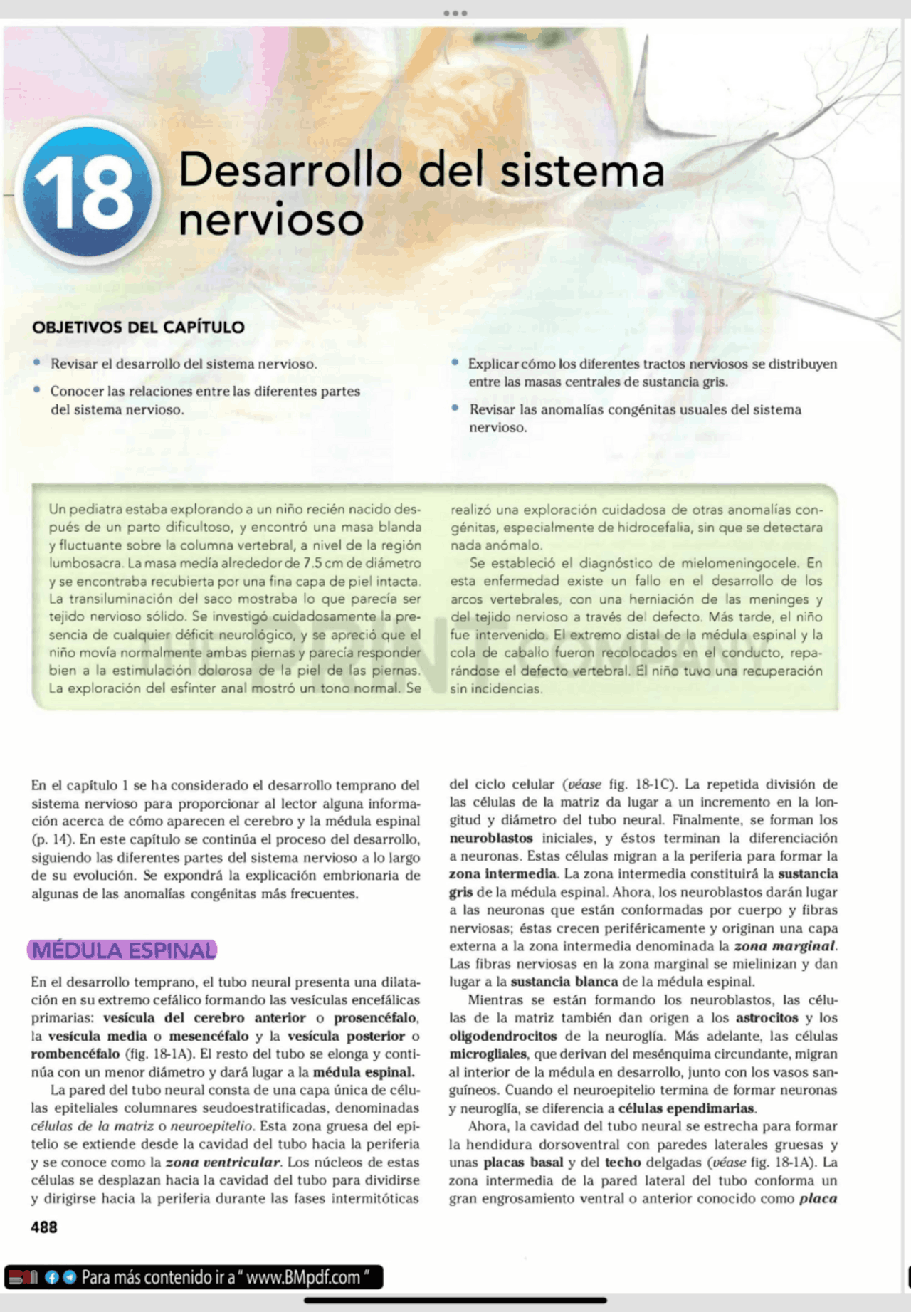 Neuroanatomia Resumen Apuntes De Neuroanatomía Docsity