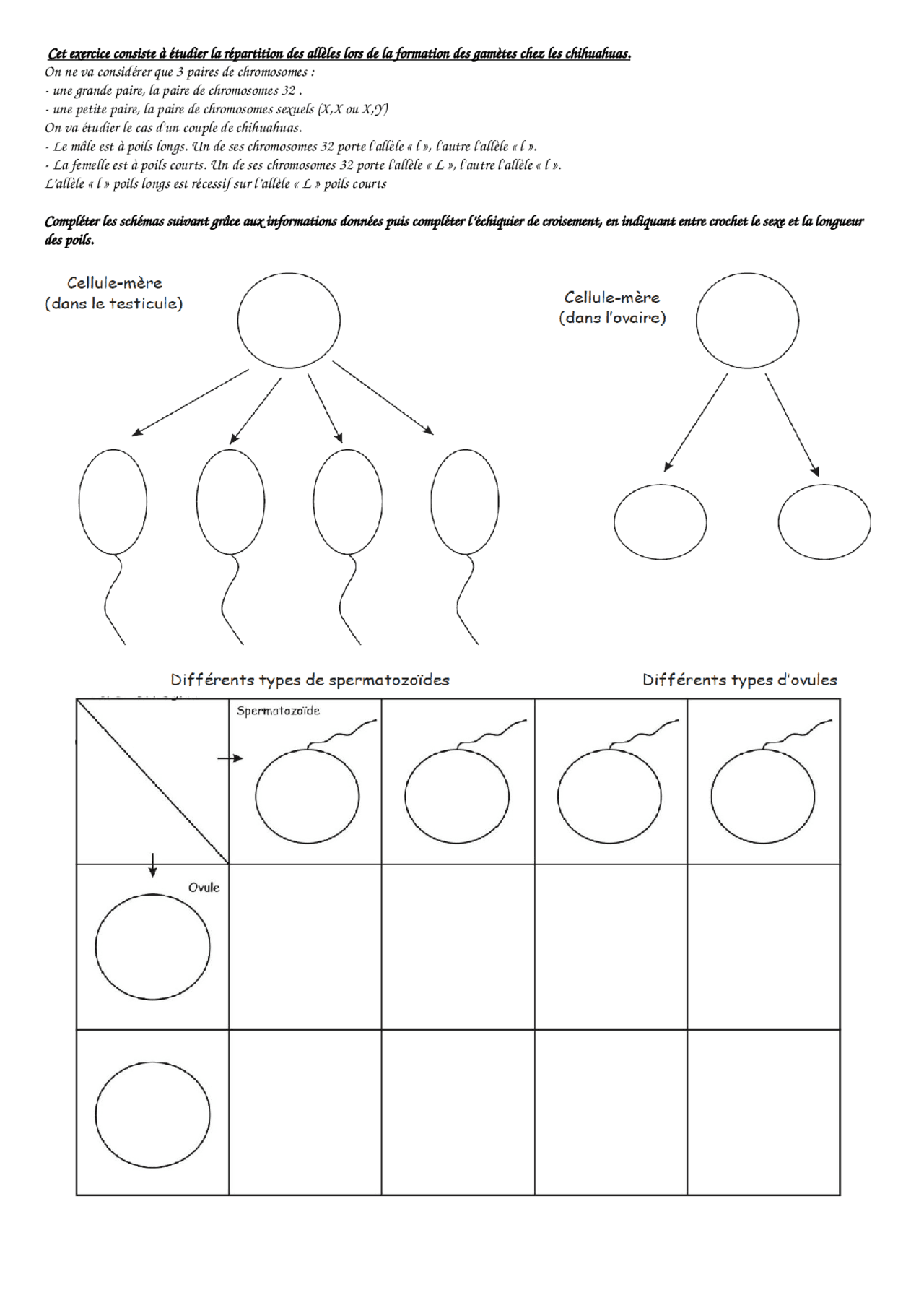 Exercice méiose et fécondation | Exercices Sciences de la Vie et de la ...