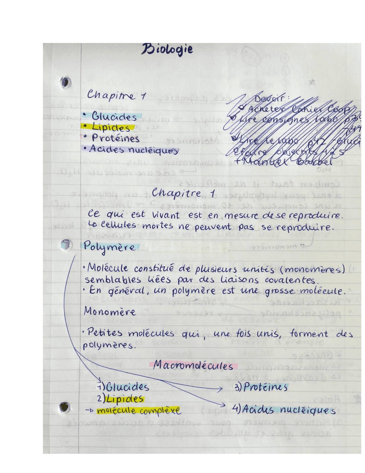 Macromolecules Their Functions And Their Structures Notes French Schemes And Mind Maps
