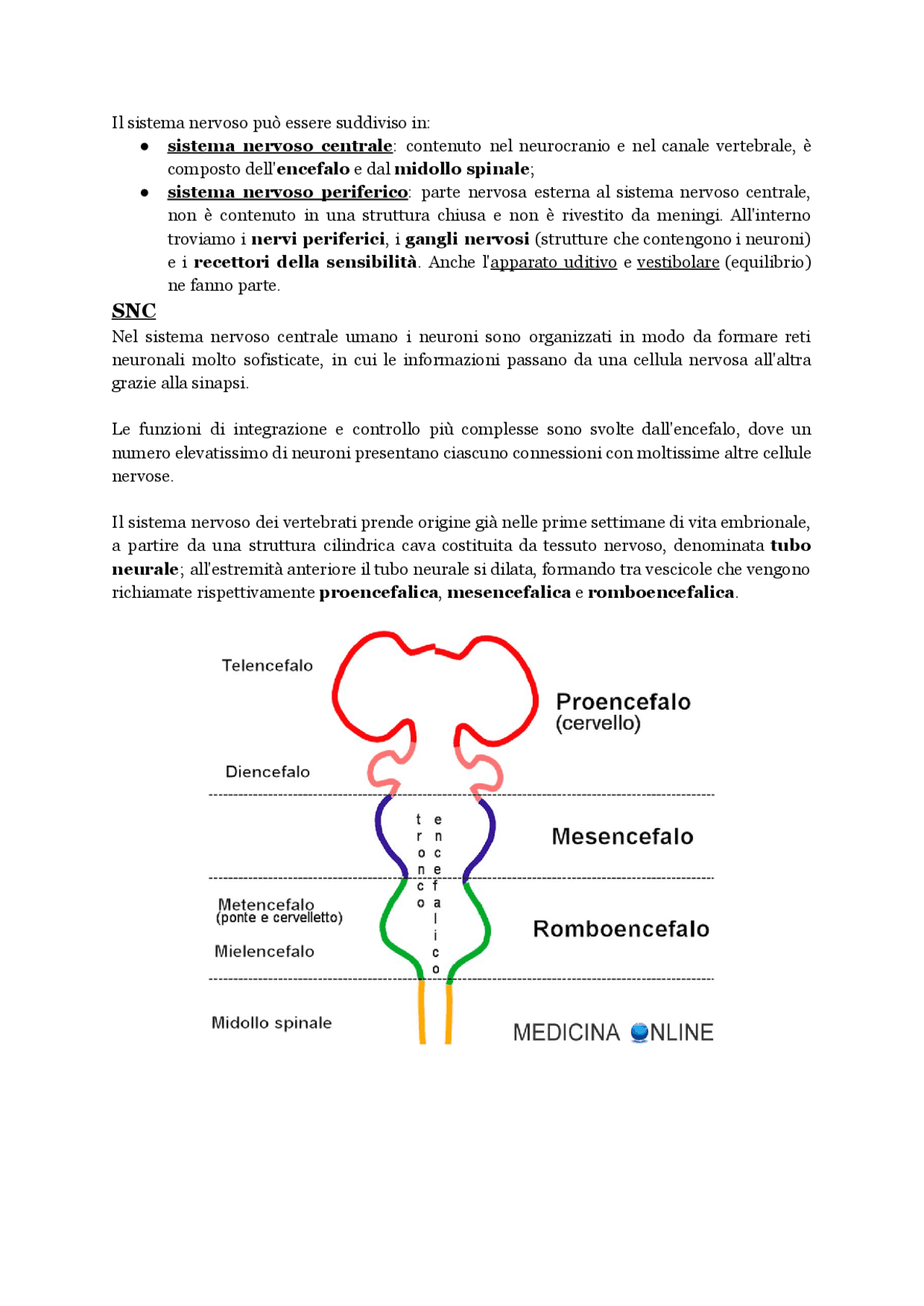 Sistema Nervoso Riassunto Appunti Di Anatomia I Docsity