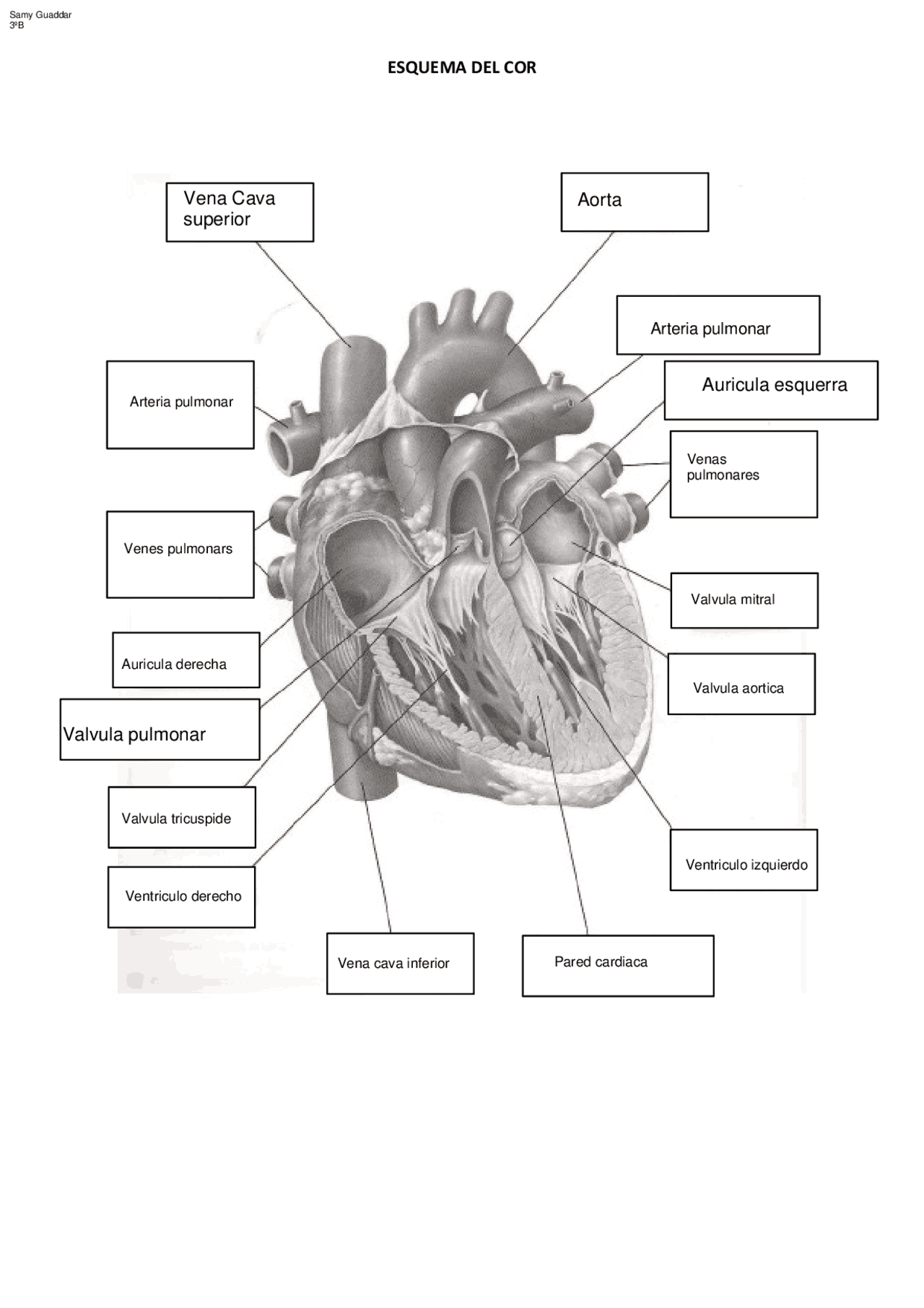 Esquema del cor, estructura y mes coses | Resúmenes de Biología | Docsity