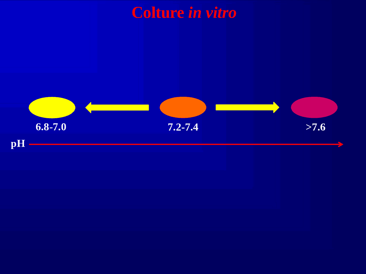Immagini Sulle Colture Cellulari Slide Di Istologia Docsity