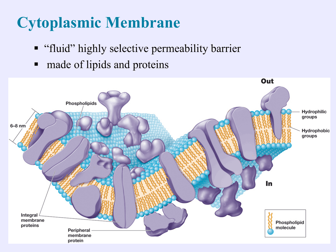 Cell Envelopes And Cell Walls And Cell Membranes Lab Reports