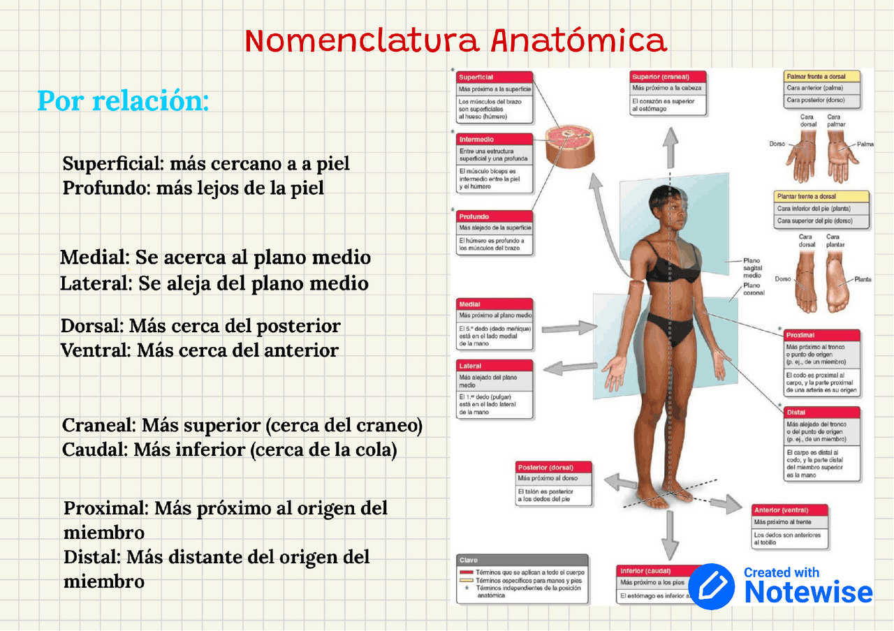 Bases De La Nomenclatura Anatomica Esquemas Y Mapas Conceptuales De