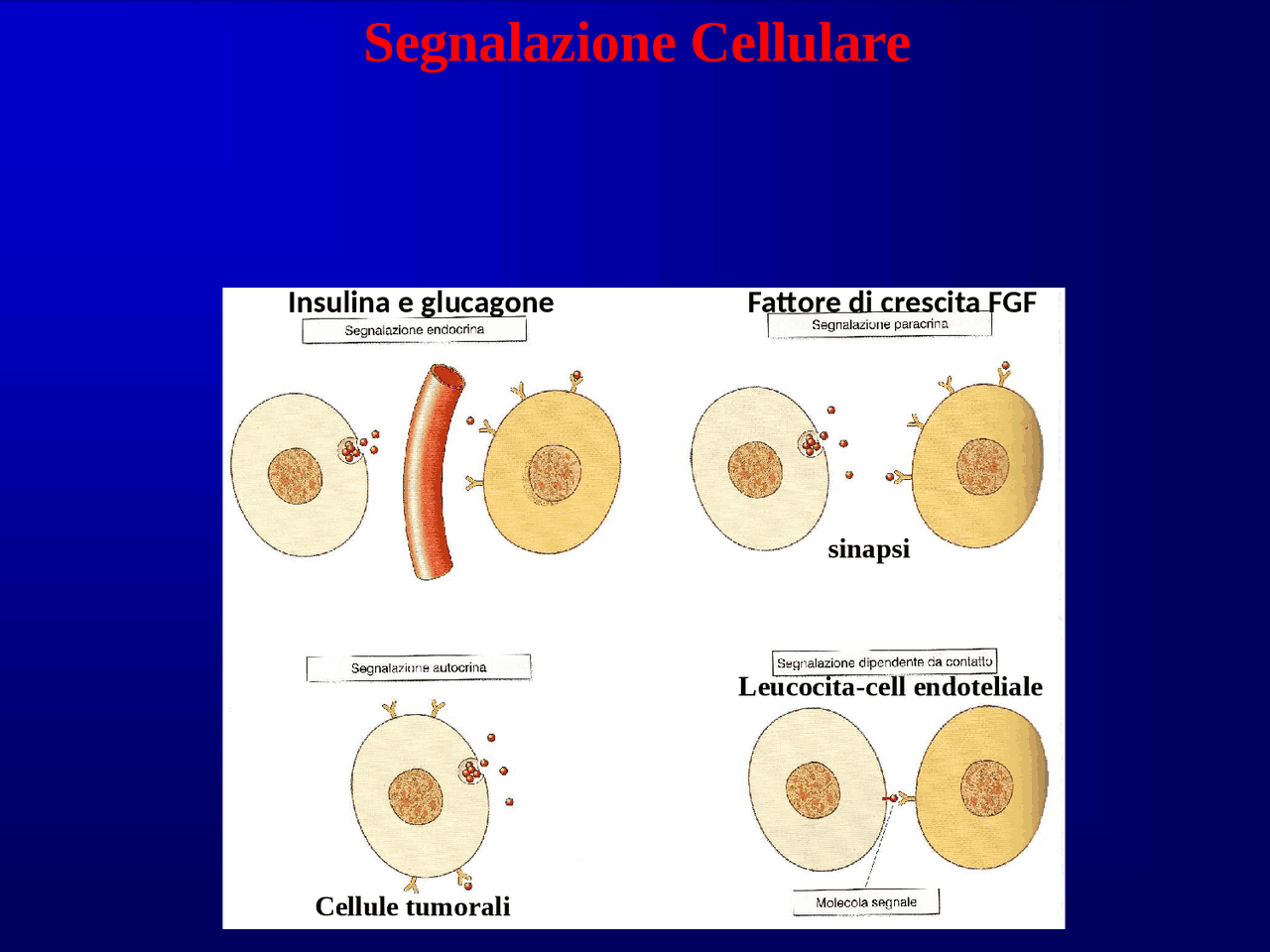 Immagini Sulle Giunzioni Slide Di Istologia Docsity