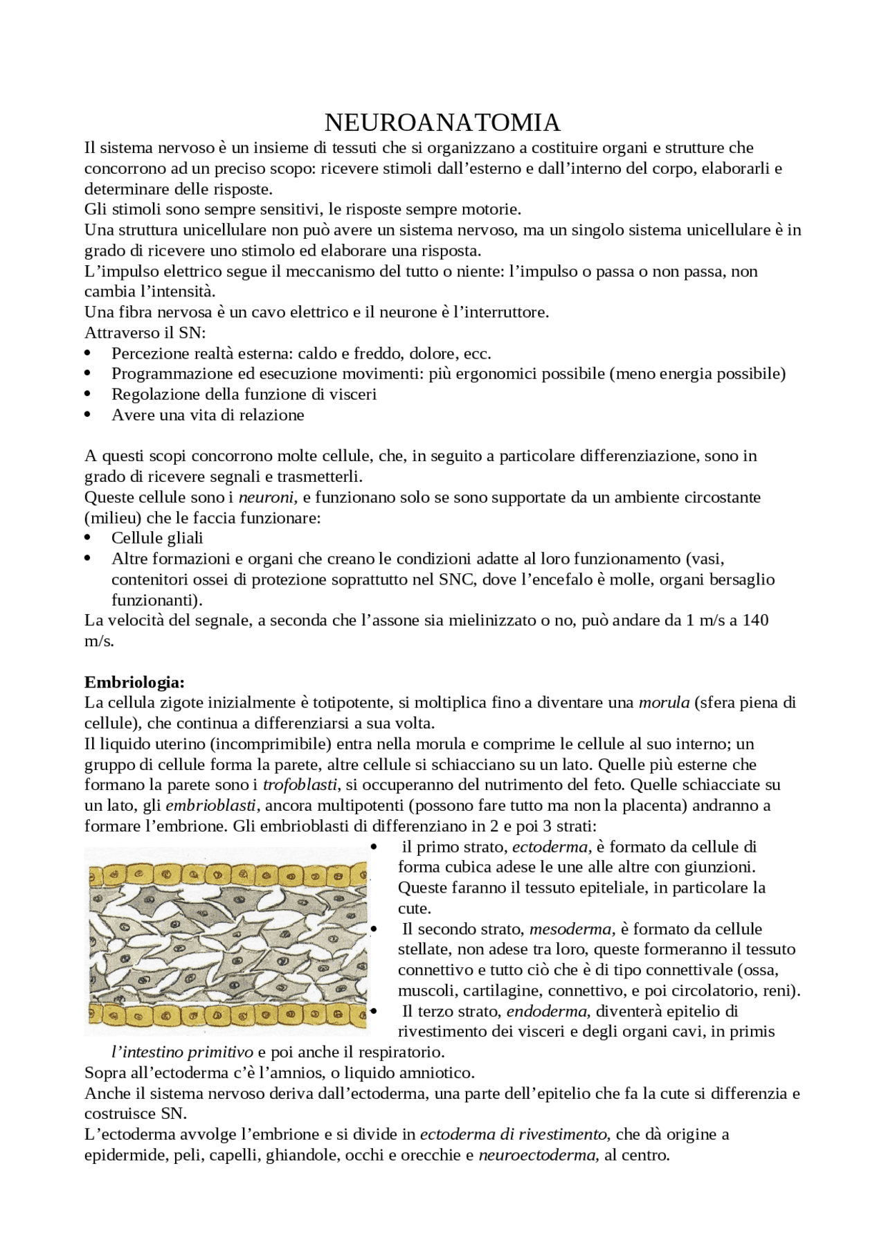 Dispensa Di Neuroanatomia Dispense Di Anatomia Docsity