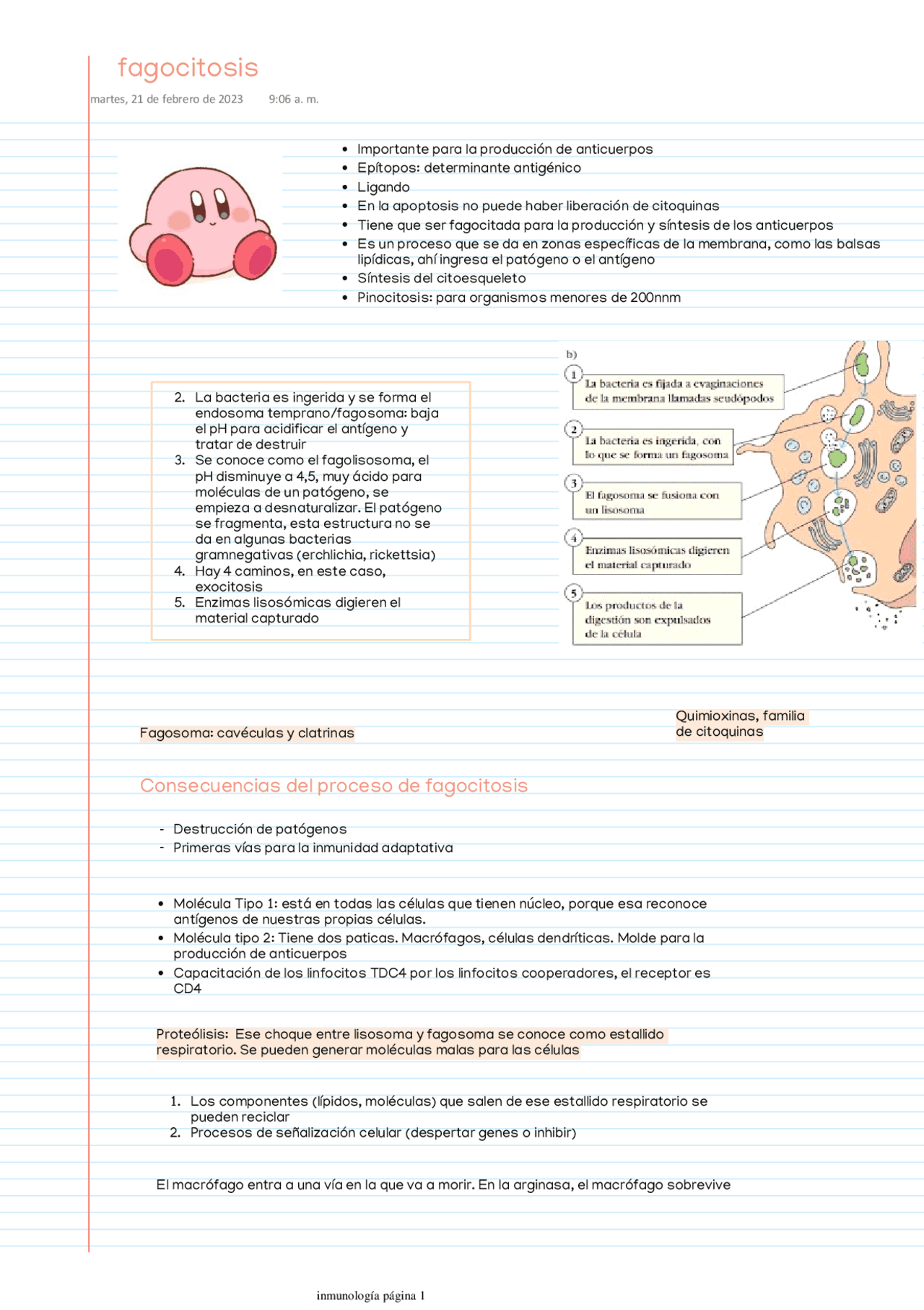 Apuntes Inmunología Fagocitosis Apuntes De Inmunología Docsity