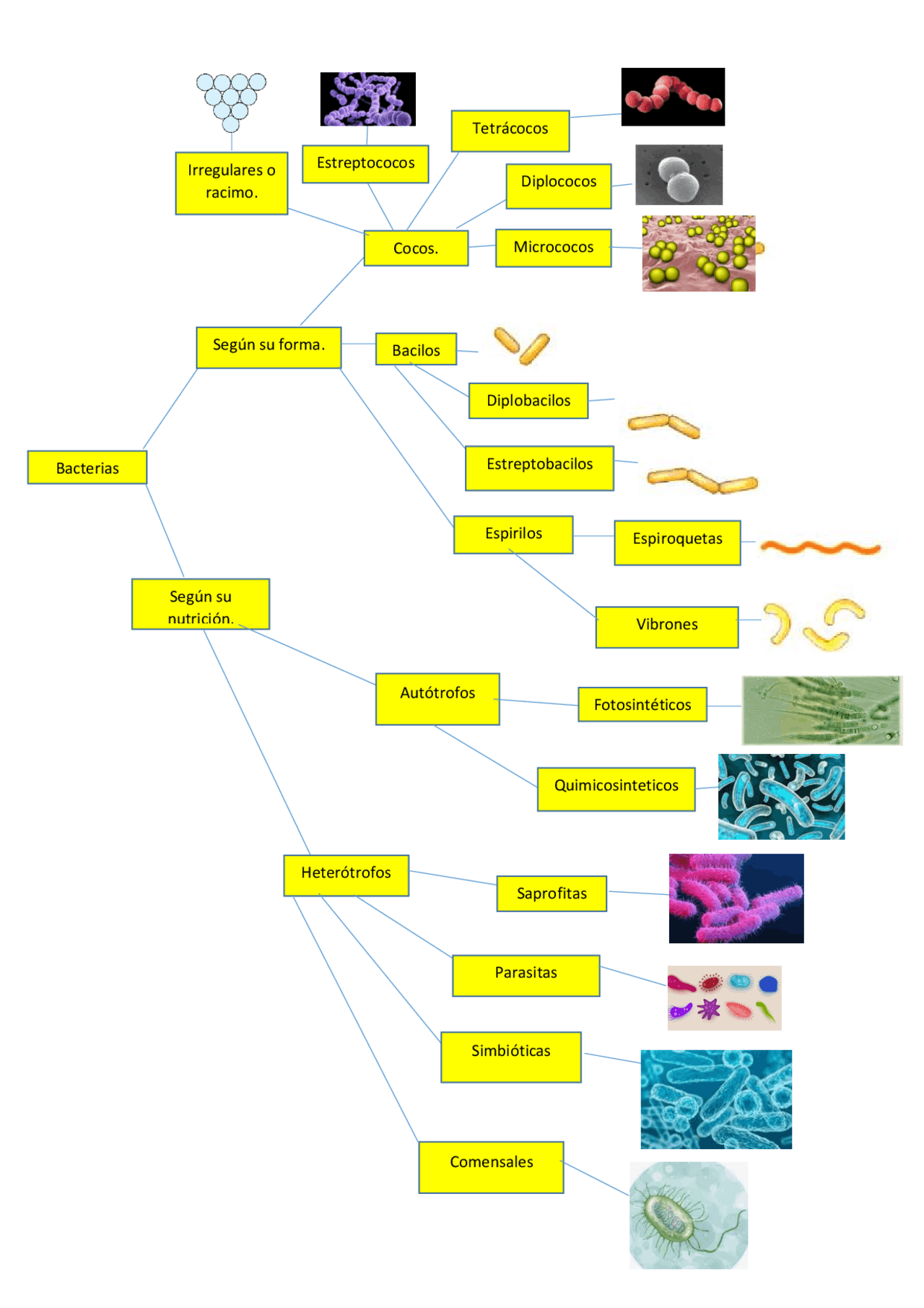 Esquema sobre las bacterias | Esquemas y mapas conceptuales de Cultura Científica | Docsity