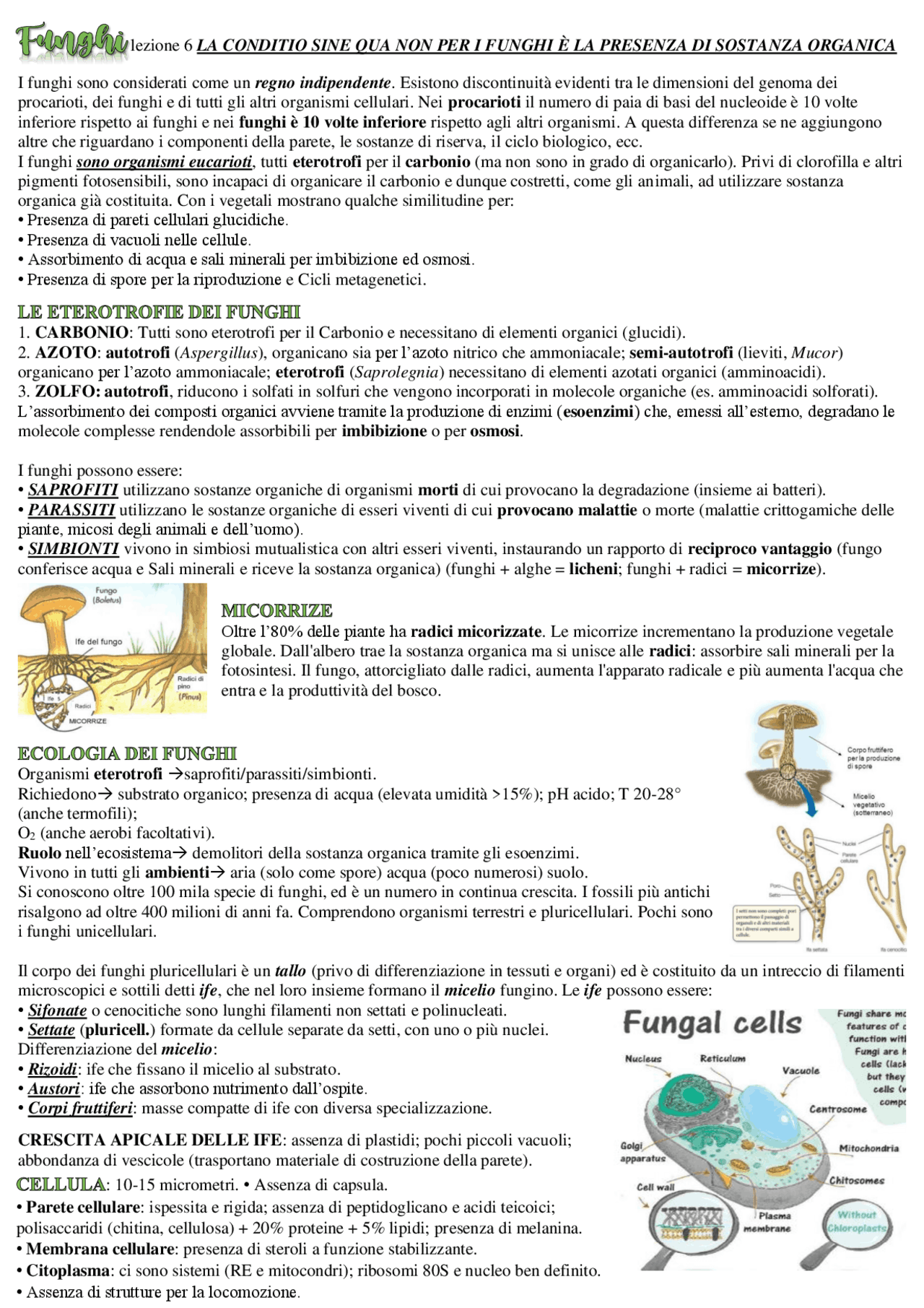 Dai Funghi Ai Tessuti Sbobinature Di Botanica Generale Docsity