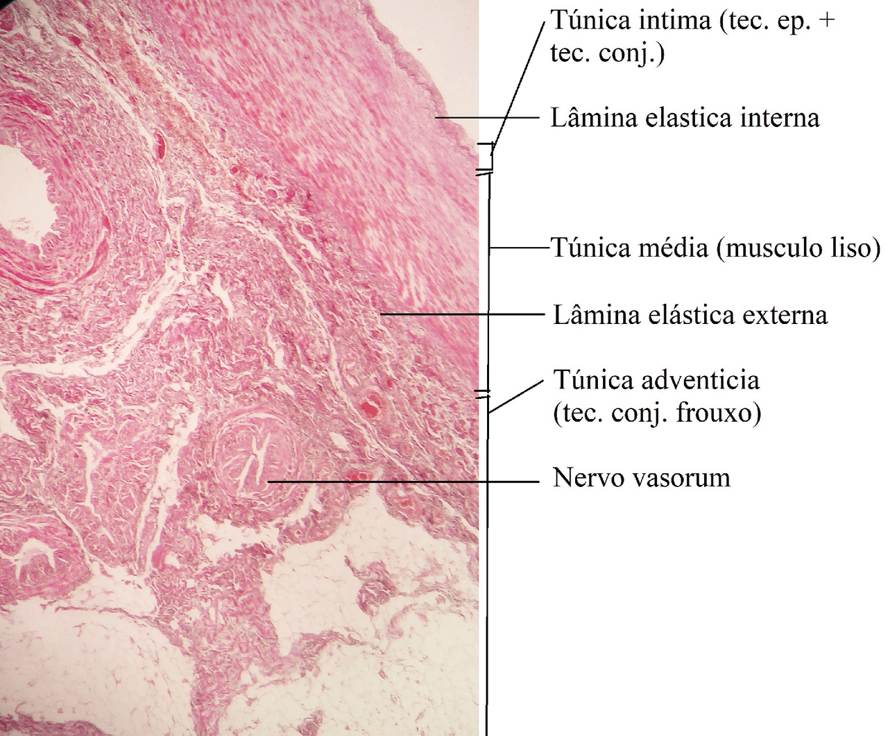 Laminas De Hitologia Exercícios Histologia Docsity