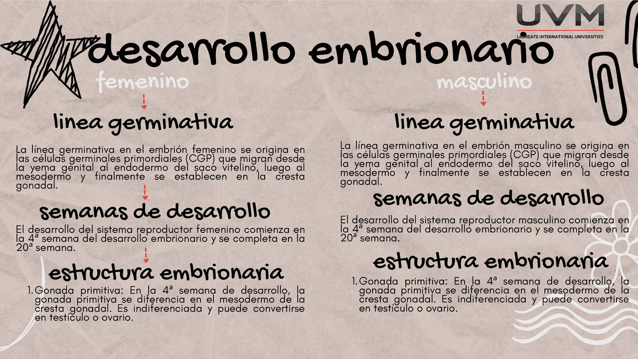 Desarrollo embrionario 2 | Esquemas y mapas conceptuales de ...