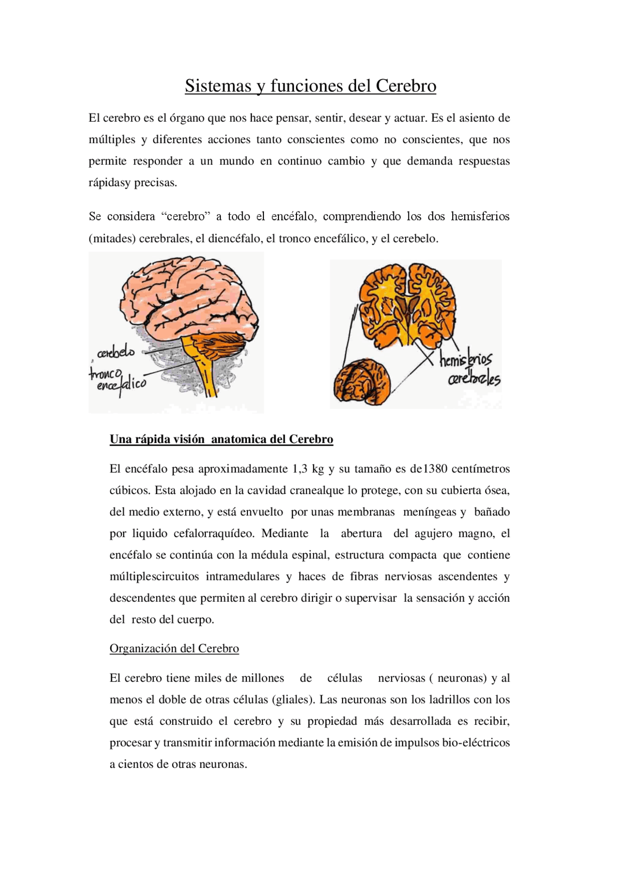 Partes Del Cerebro Apuntes De Biología Docsity