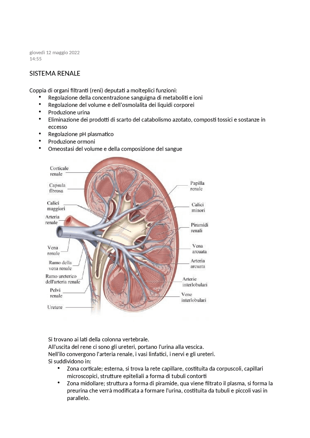 Fisiologia-Sistema renale | Appunti di Fisiologia | Docsity