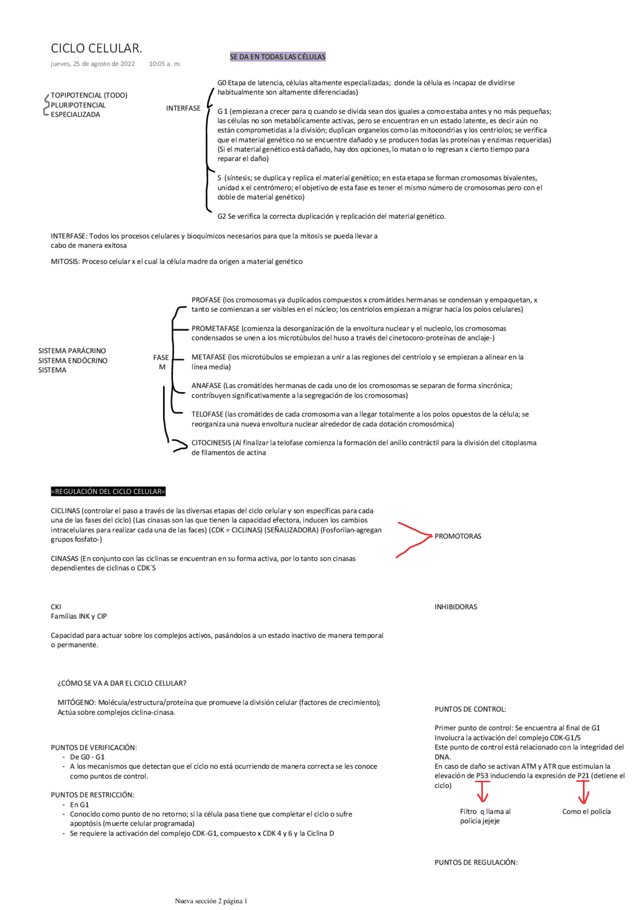Ciclo Celular Fases E Introducción Resúmenes De Embriología Docsity