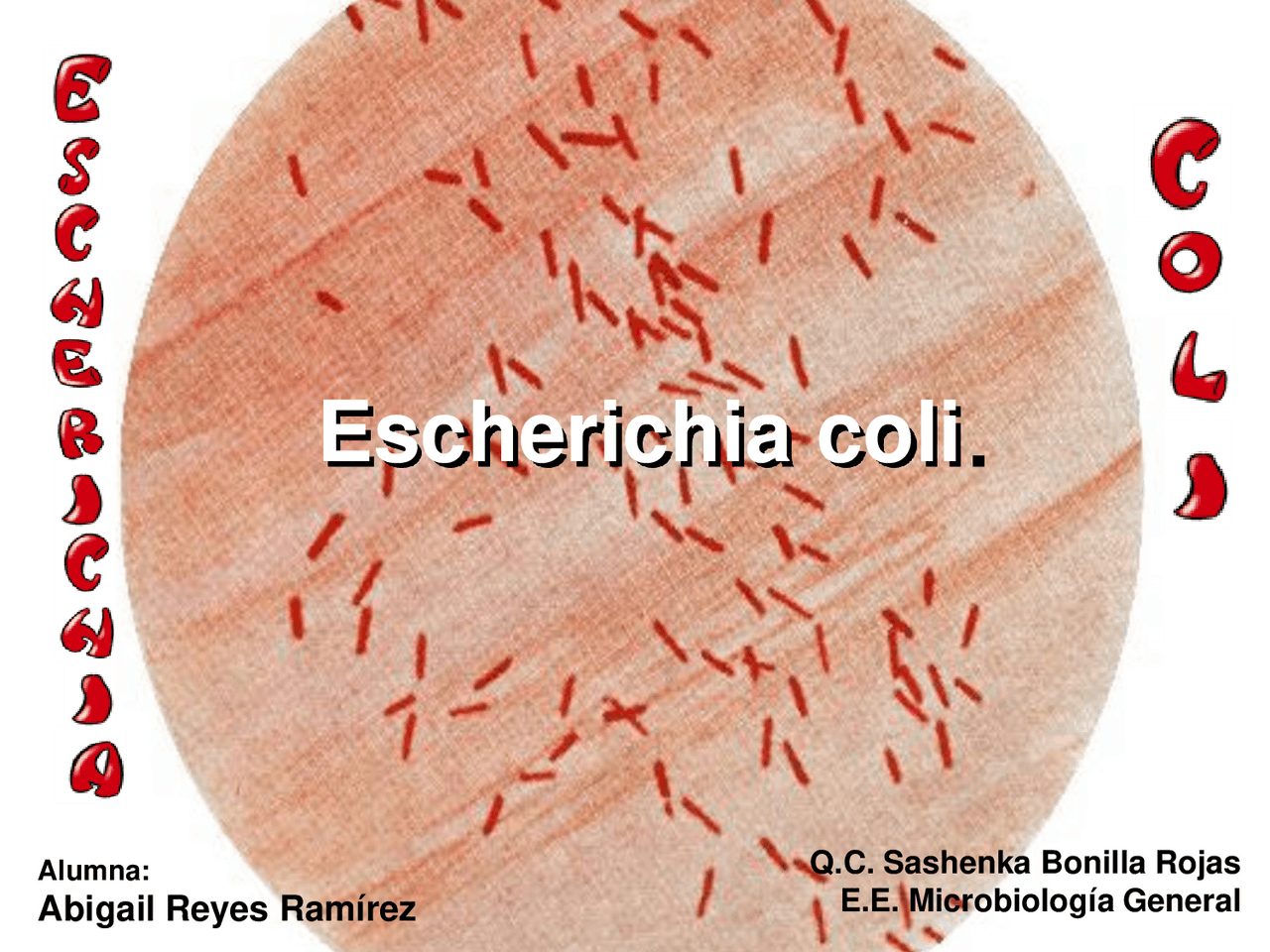 Microbiología: Escherichia coli | Diapositivas de Bacteriología | Docsity