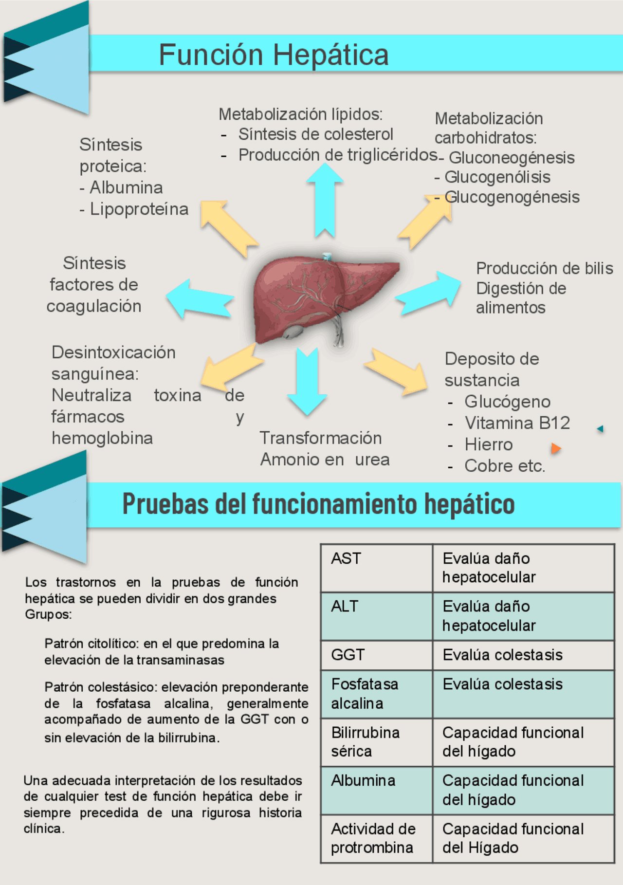 Evaluación de la función hepática | Resúmenes de Bioquímica Médica ...
