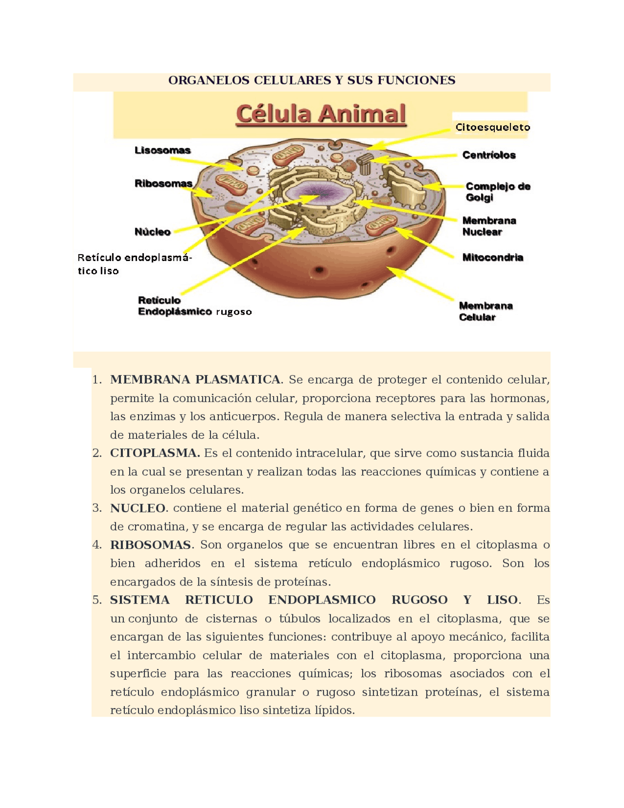 ORGANELOS CELULARES Y SUS FUNCIONES | Resúmenes de Histología | Docsity