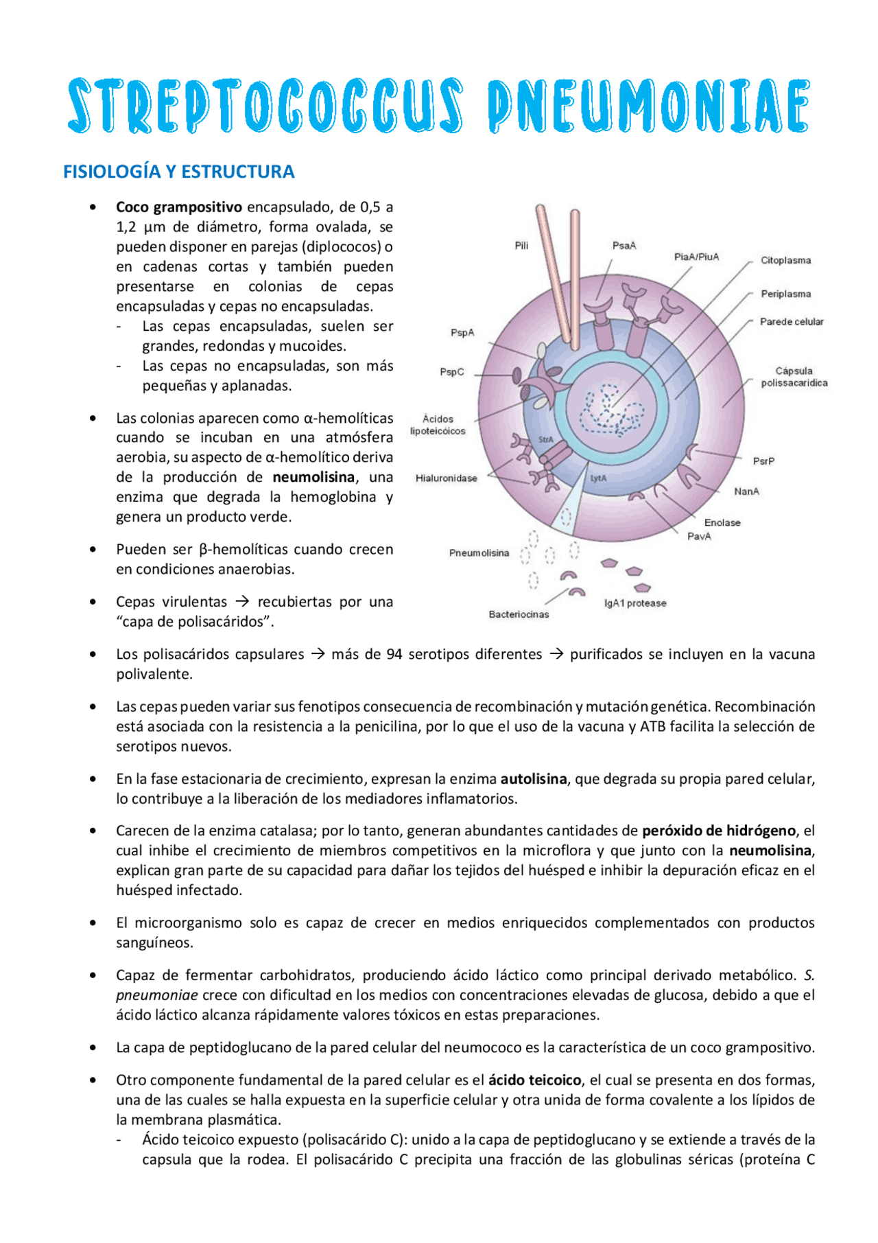 NEUMONIA POR STREPTOCOCCUS PNEUMONIAE: MICROBIOLOGIA, PATOGENIA ...