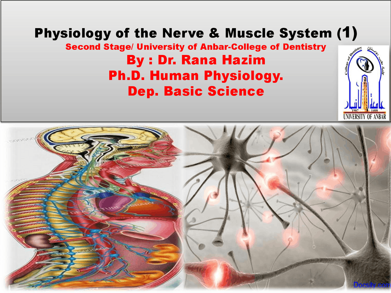Physiology of the Nerve & Muscle System | Study notes Physiology | Docsity