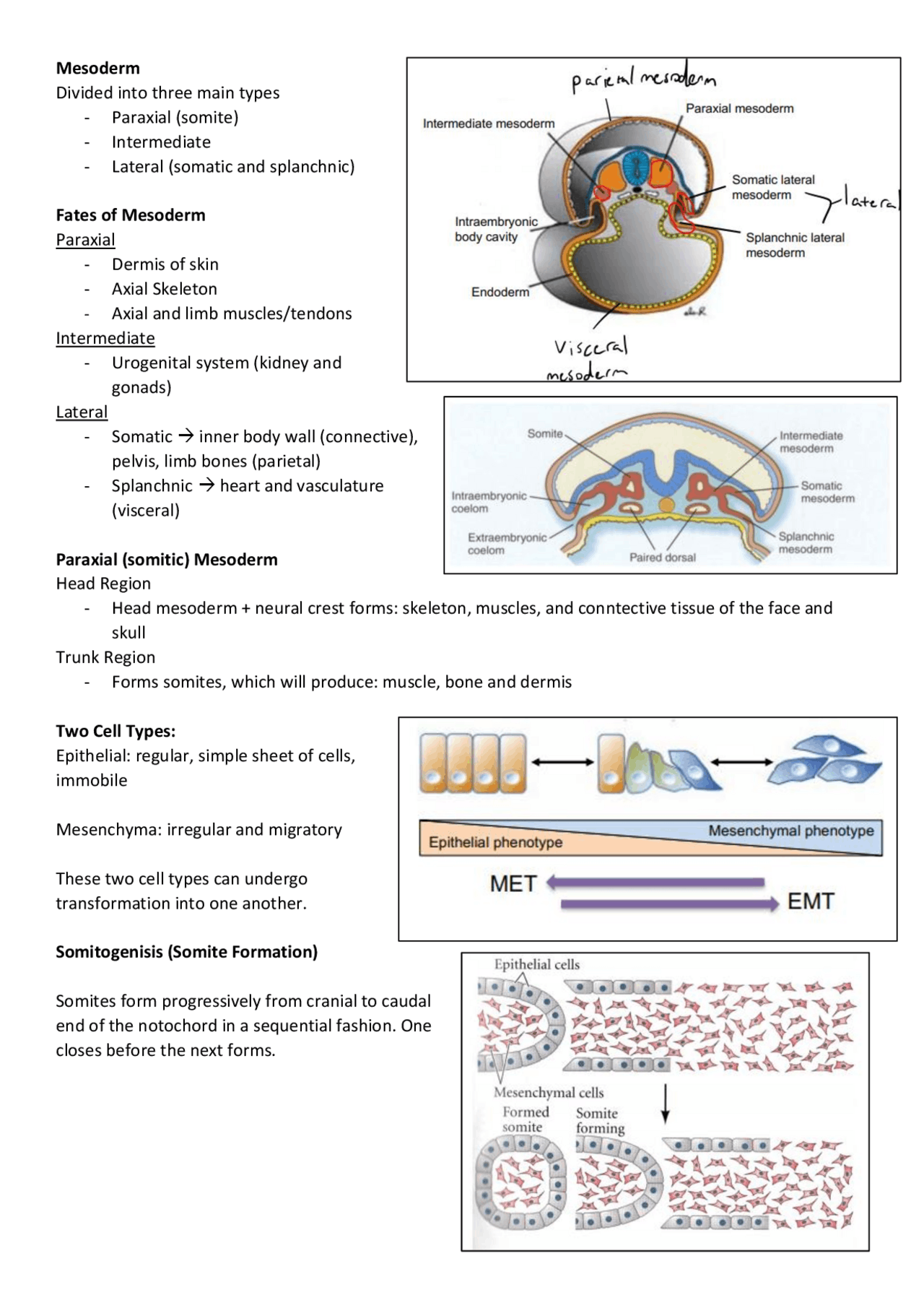 Mesoderm Divided into three main types | Schemes and Mind Maps Human ...