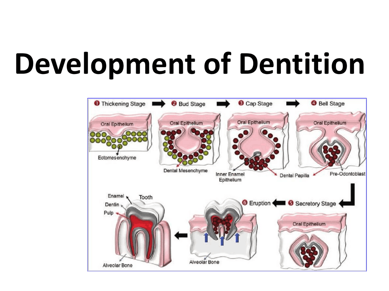 Development of Dentition | Slides Biology | Docsity
