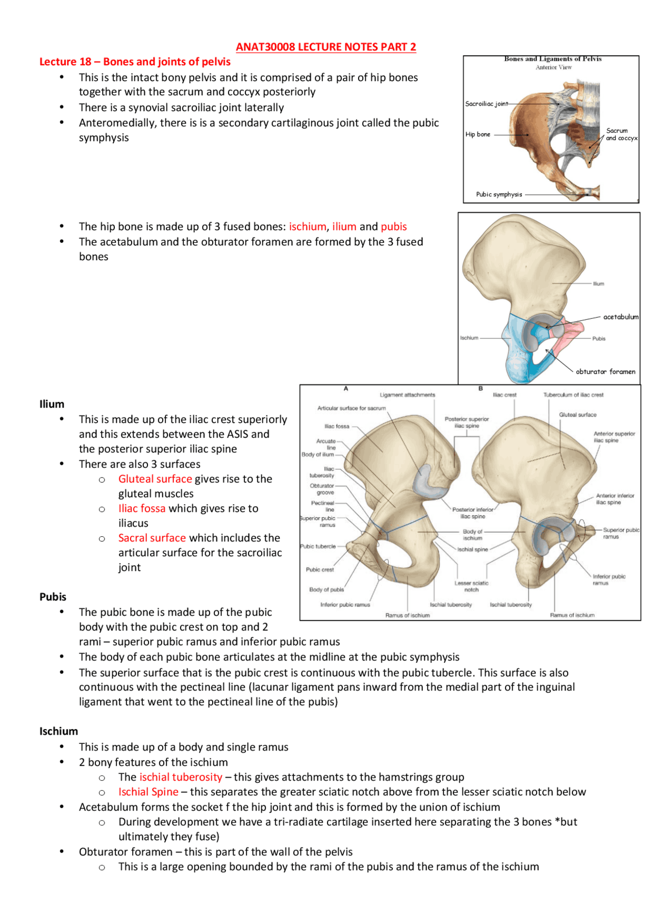 Bones and Joints of Pelvis | Study notes Anatomy | Docsity