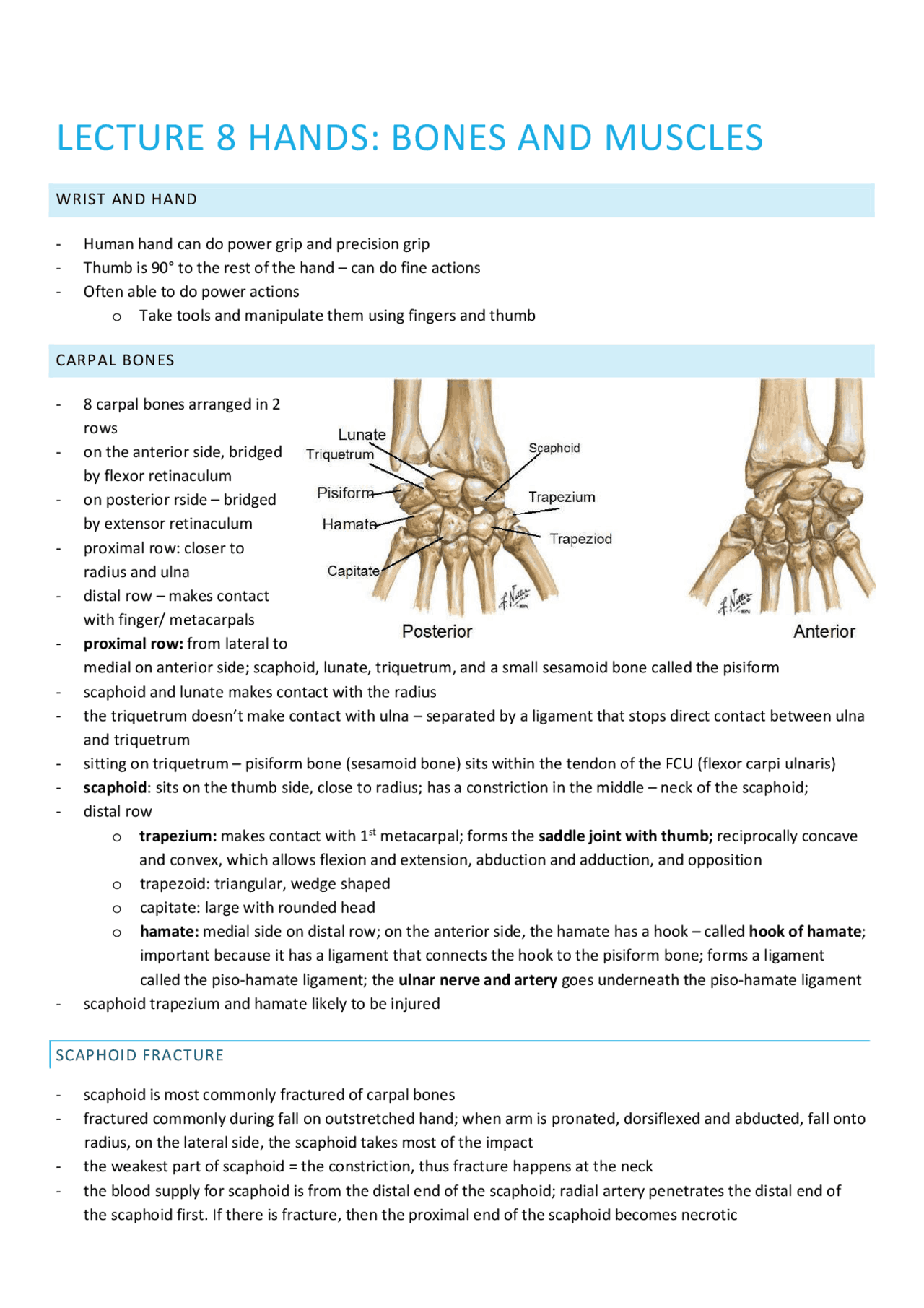 Lecture 8 Hands Bones And Muscles Exams Anatomy Docsity