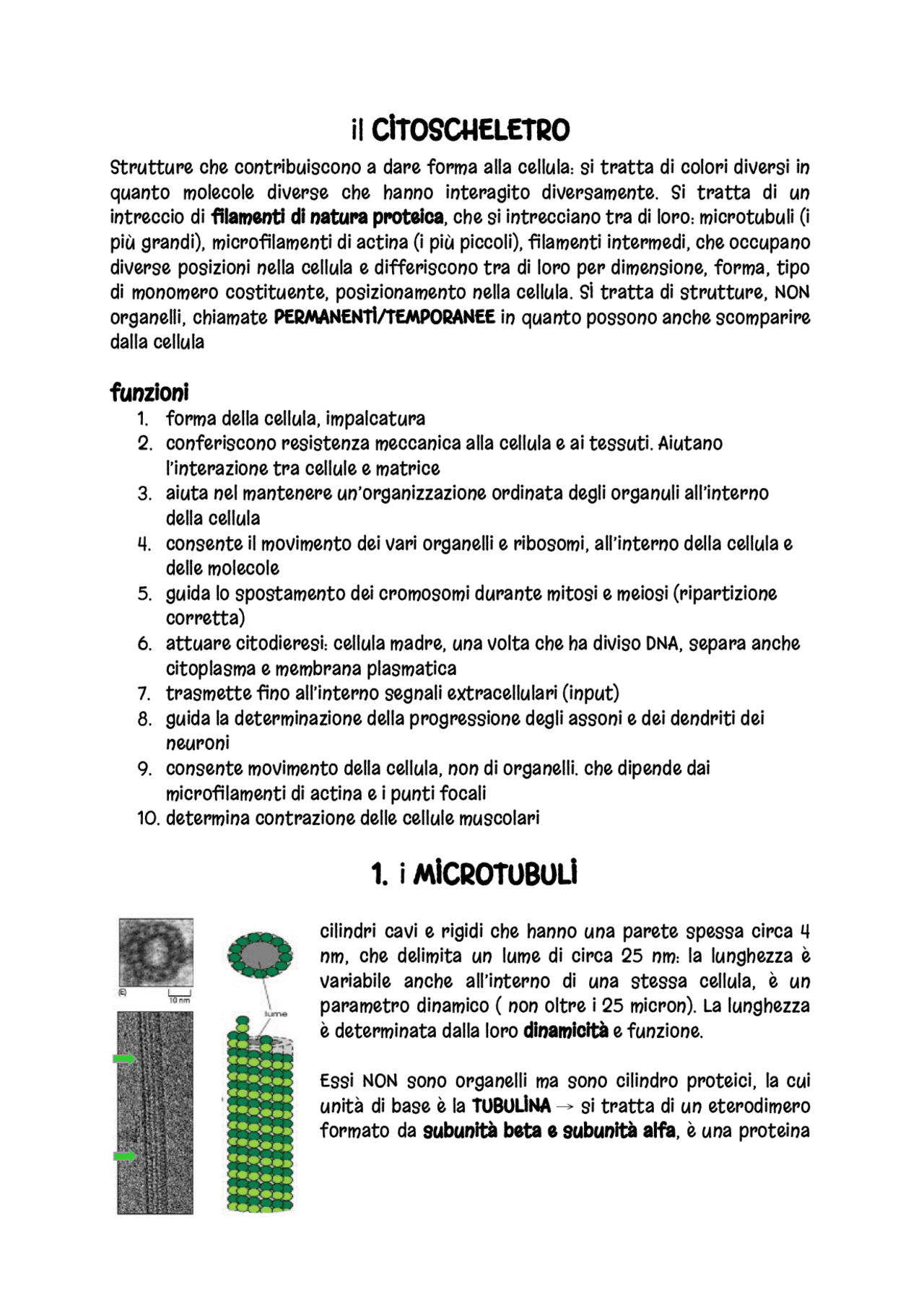 Il Citoscheletro: Microtubuli, Microfilamenti di Actina e Filamenti ...