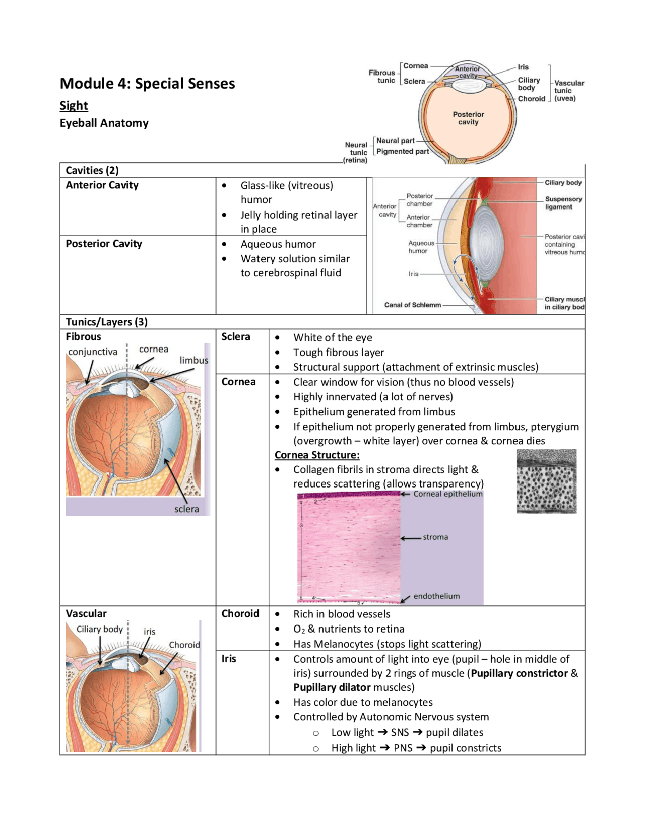 Anatomy of the Eyeball and Special Senses Sight | Exams Anatomy | Docsity