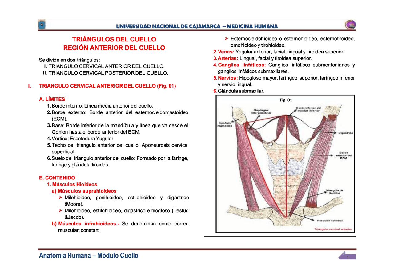 TRIANGULOS DEL CUELLO | Diapositivas de Anatomía | Docsity