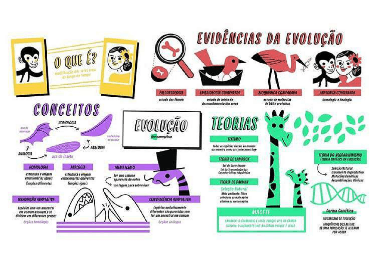 Mapa Mental Evolução Esquemas Biologia Docsity