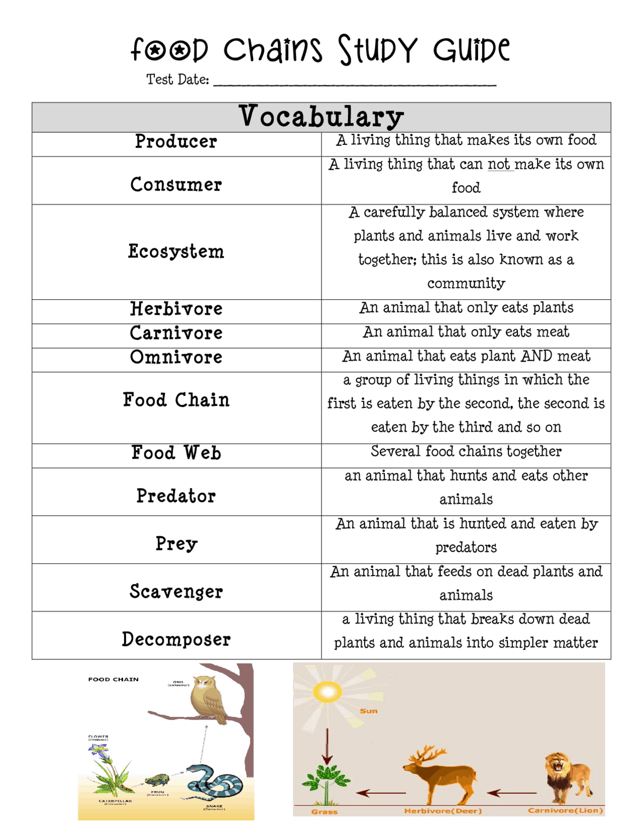 Food Chains Study Guide | Exams English | Docsity