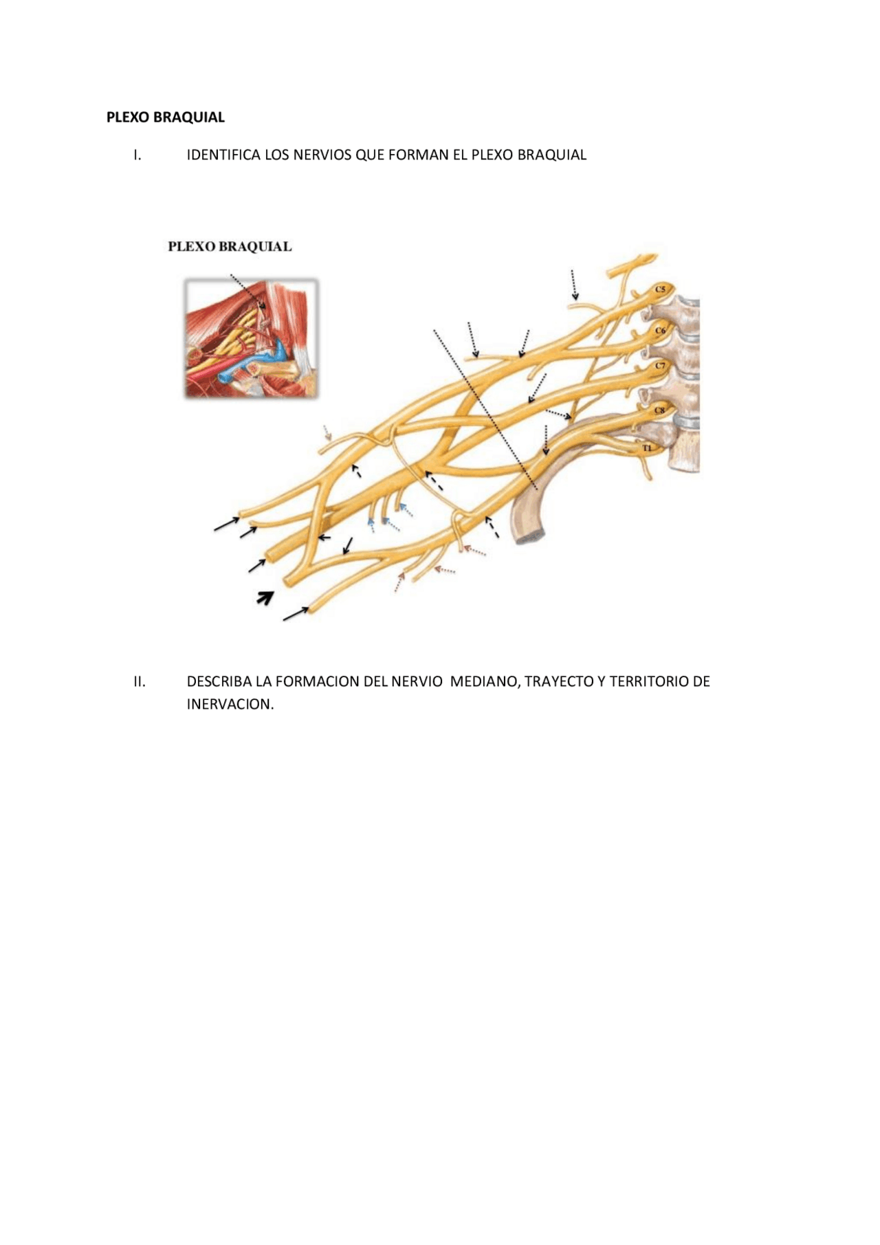 Plexo braquial y sus componentes | Apuntes de Neuroanatomía | Docsity