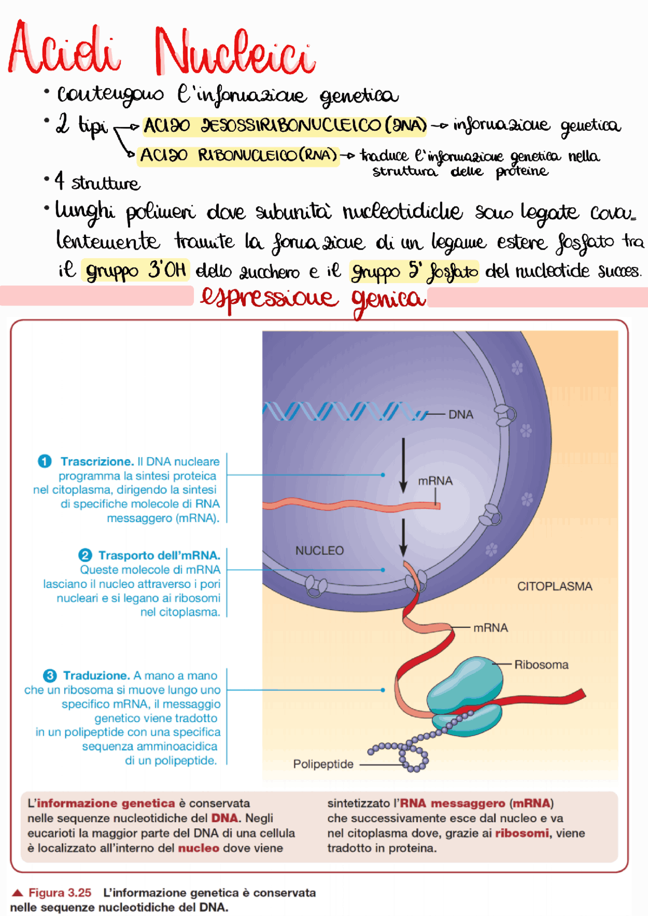 Acidi Nucleici Rna E Dna Appunti Di Citologia Docsity