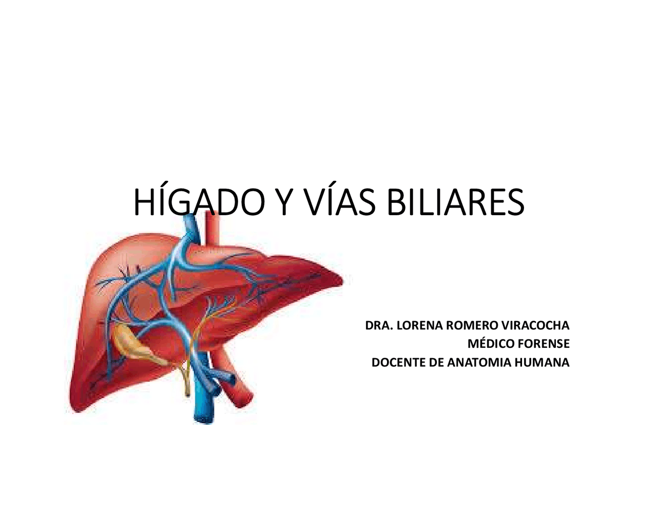 higado y pancreas